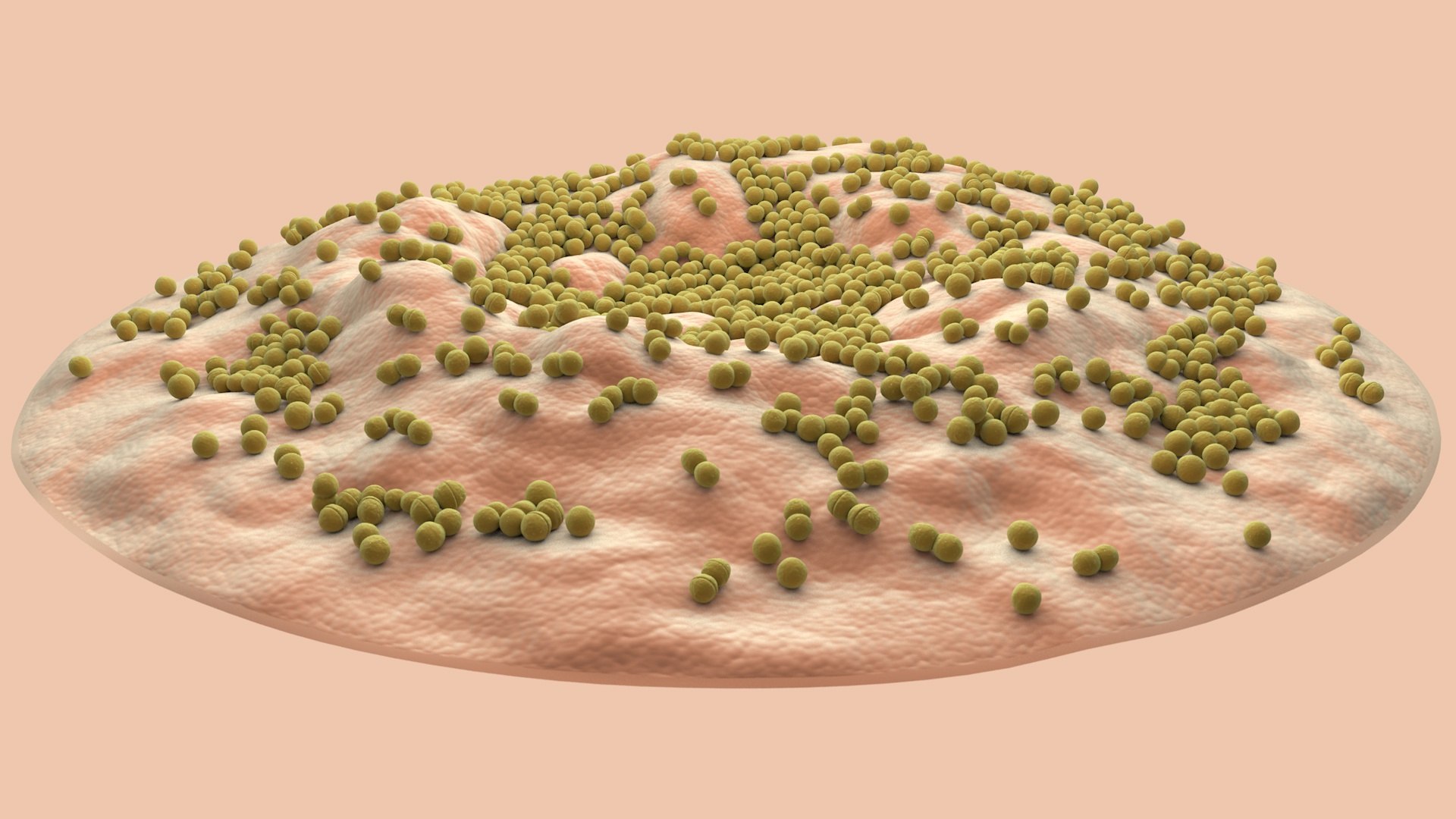 3D Coccus model - TurboSquid 2172472