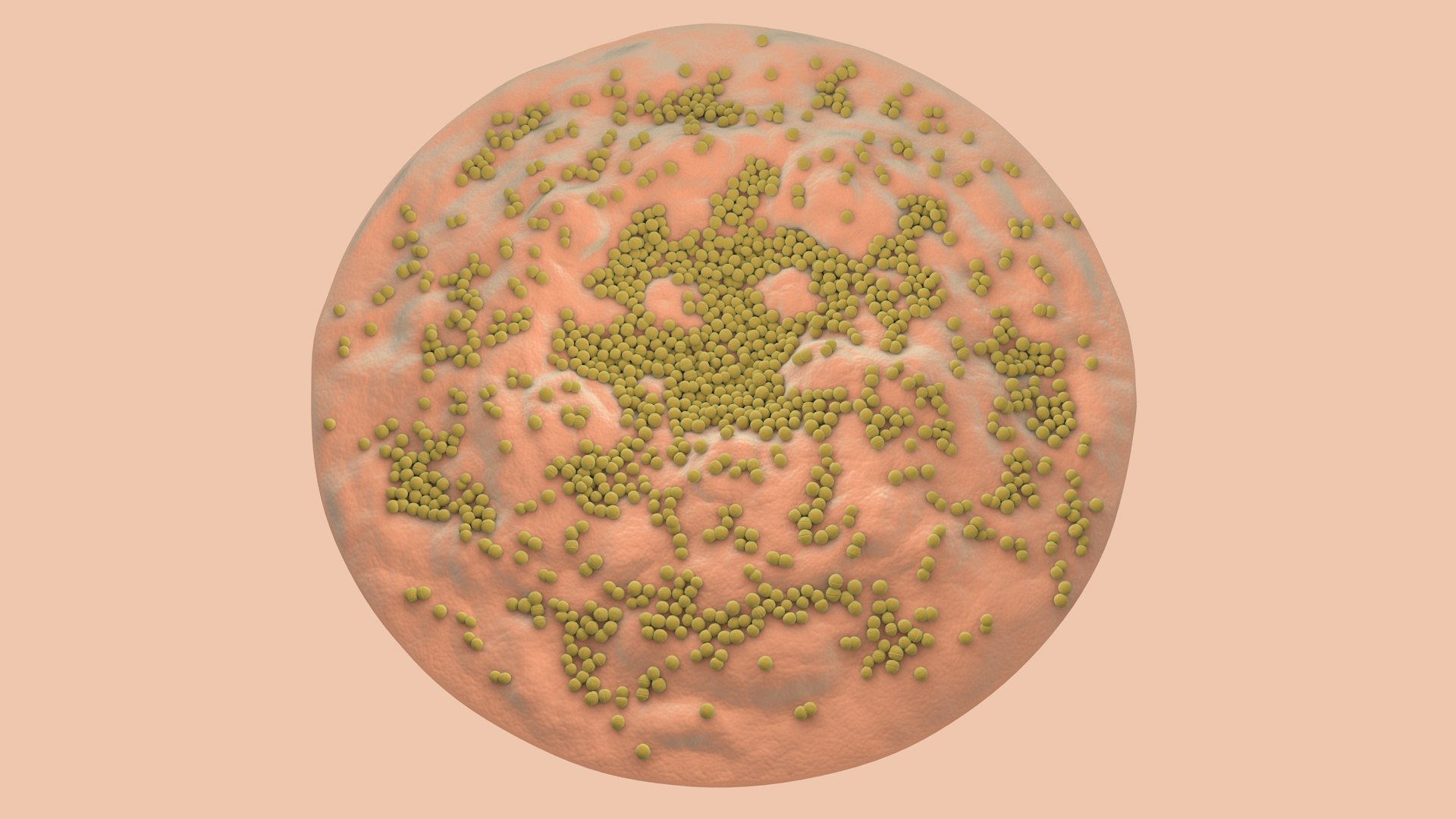 3D Coccus model - TurboSquid 2172472