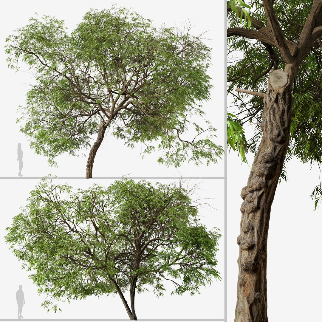 3D Model Set Of Brazilian Pepper Or Schinus Terebinthifolia Tree ...