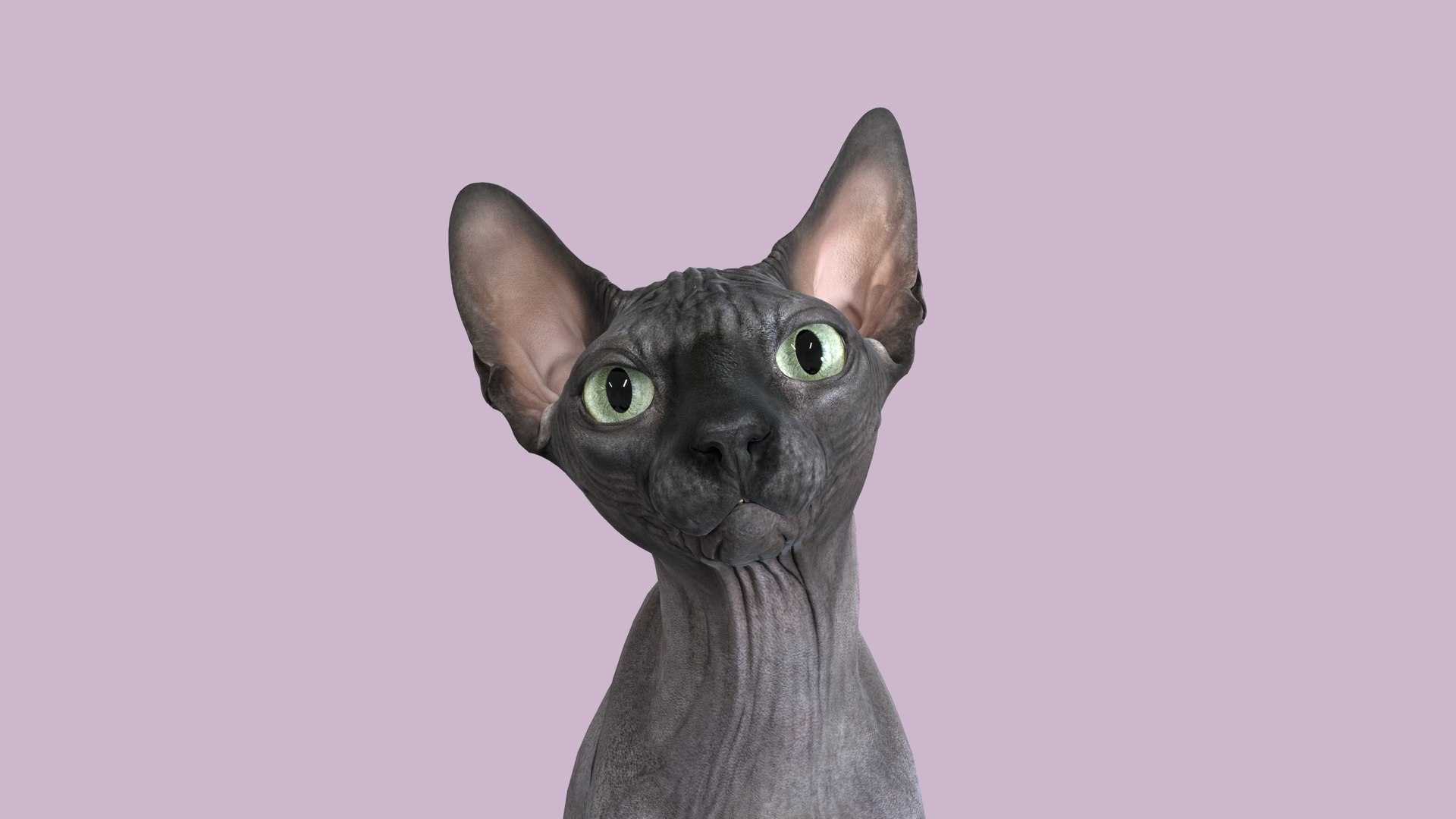 3D Sphynx Cat Rigged Collection - TurboSquid 1777336