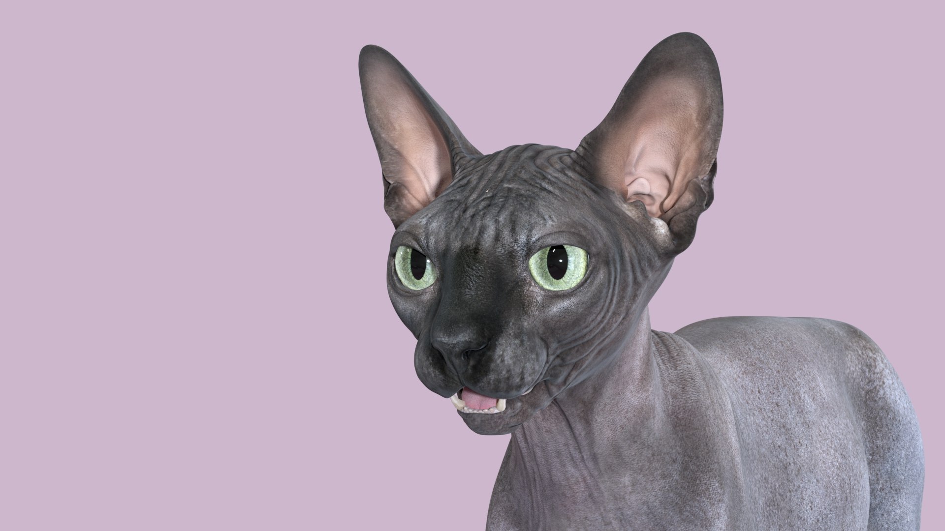 3D Sphynx Cat Rigged Collection - TurboSquid 1777336