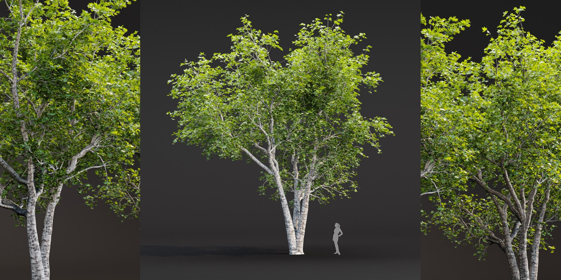 3D Trees Collection Vol 247-Blender-3dmodel - TurboSquid 2215029