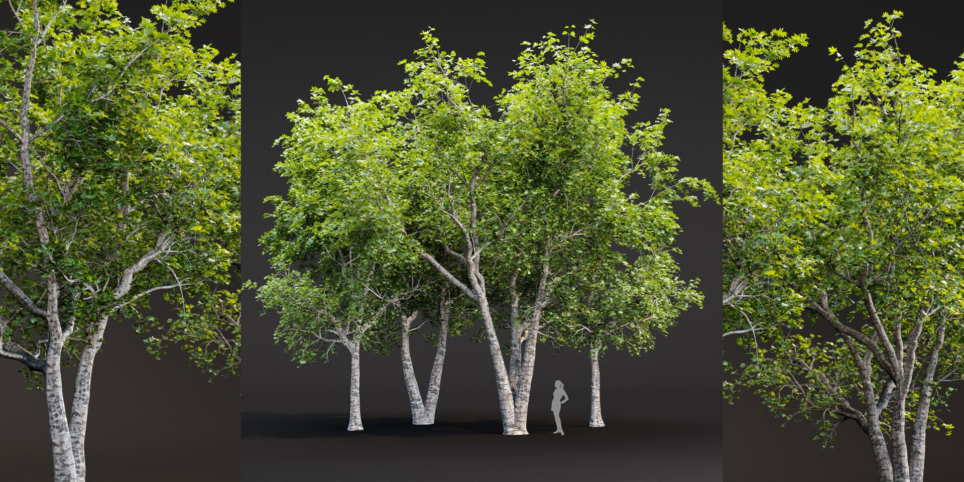 3D Trees Collection Vol 247-Blender-3dmodel - TurboSquid 2215029