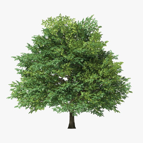 AutoCAD drawing Tree Models | TurboSquid