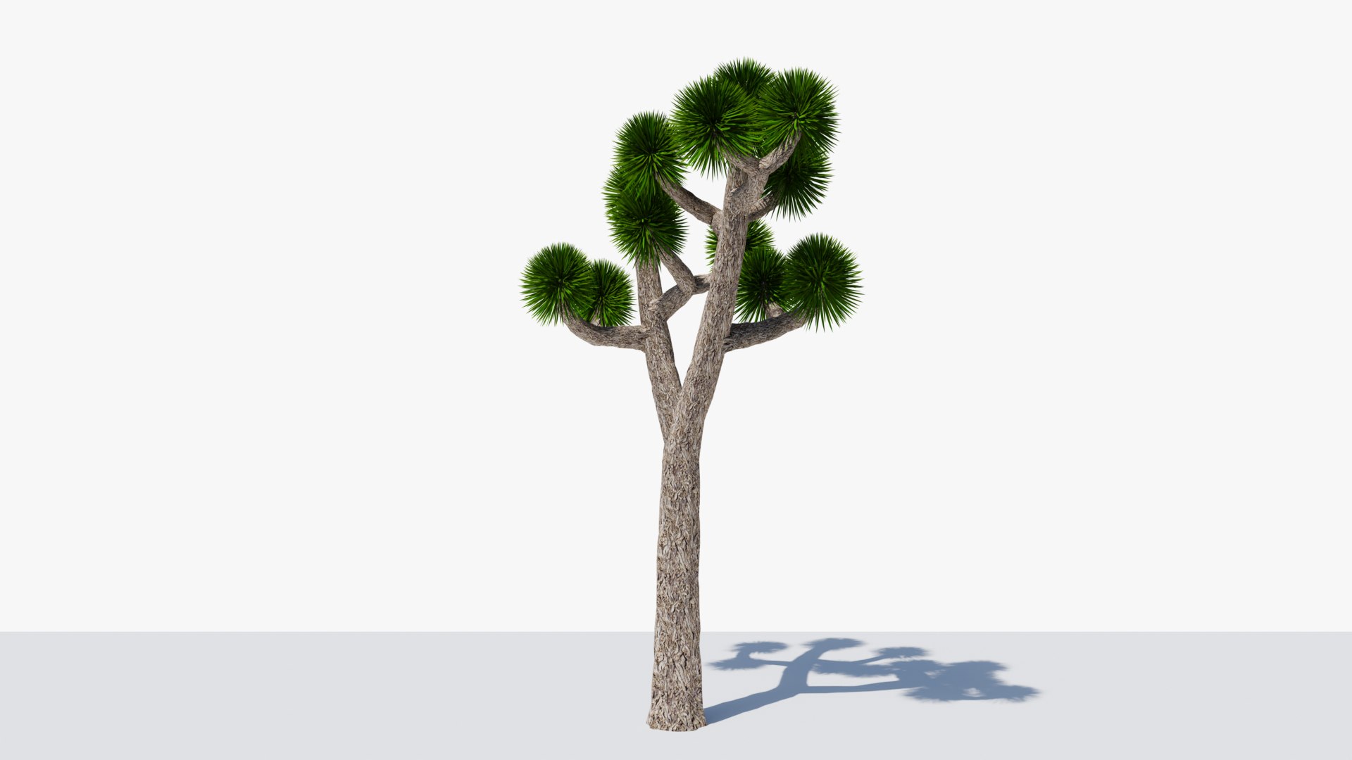 Joshua Tree or Yucca Palm v9 3D - TurboSquid 2045004