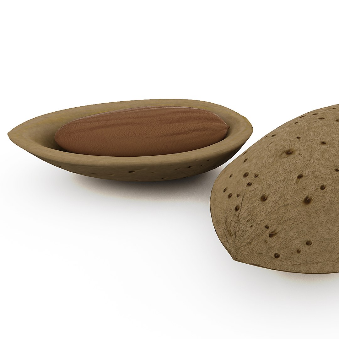 3d Almond Modelled