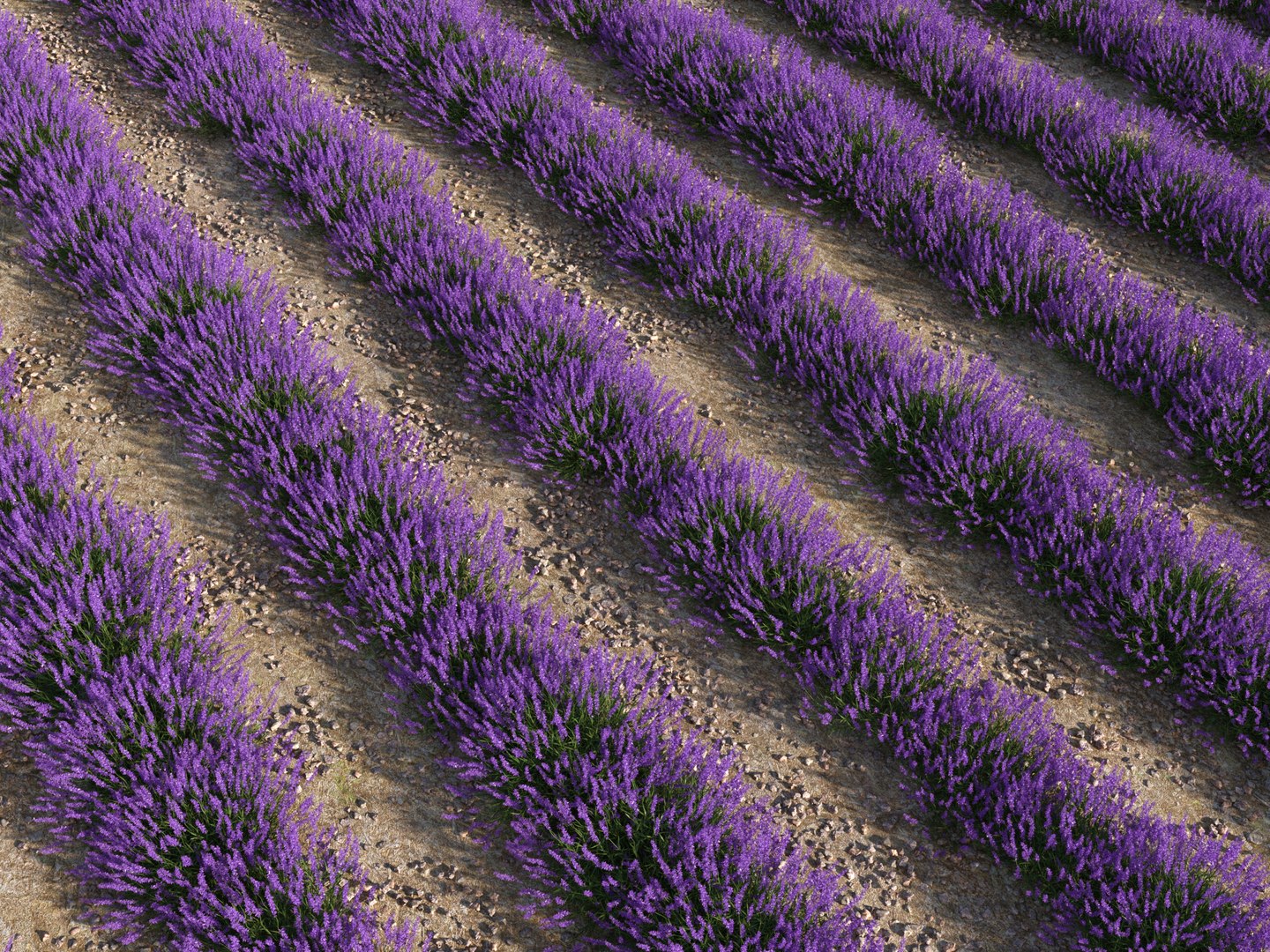 Lavender Field 3D Model - TurboSquid 1389806