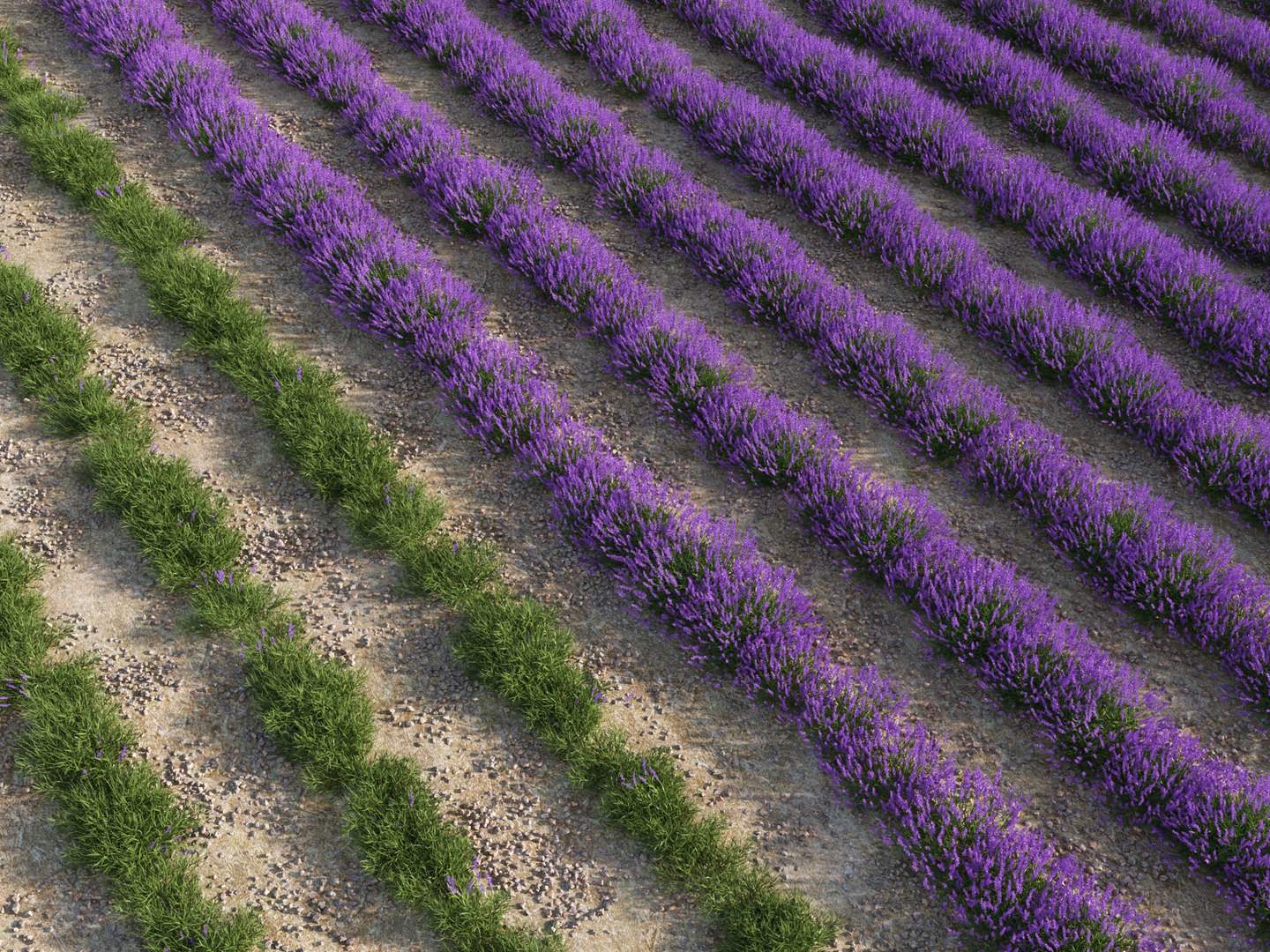 Lavender Field 3D Model - TurboSquid 1389806