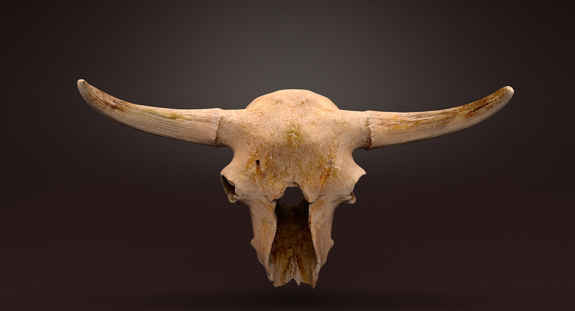 Scan Real Skull Bison 3D Model - TurboSquid 1376358