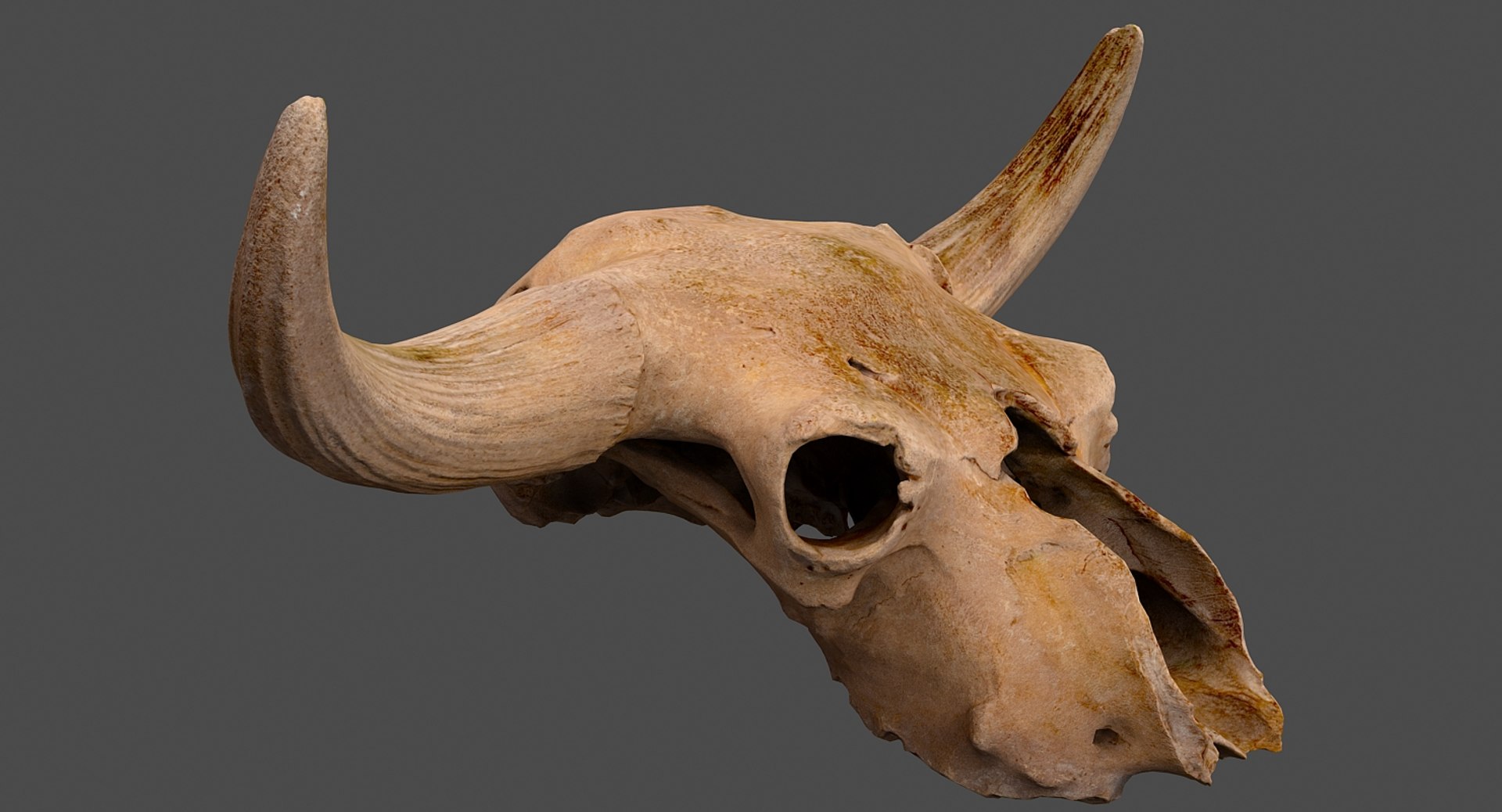 Scan Real Skull Bison 3D Model - TurboSquid 1376358