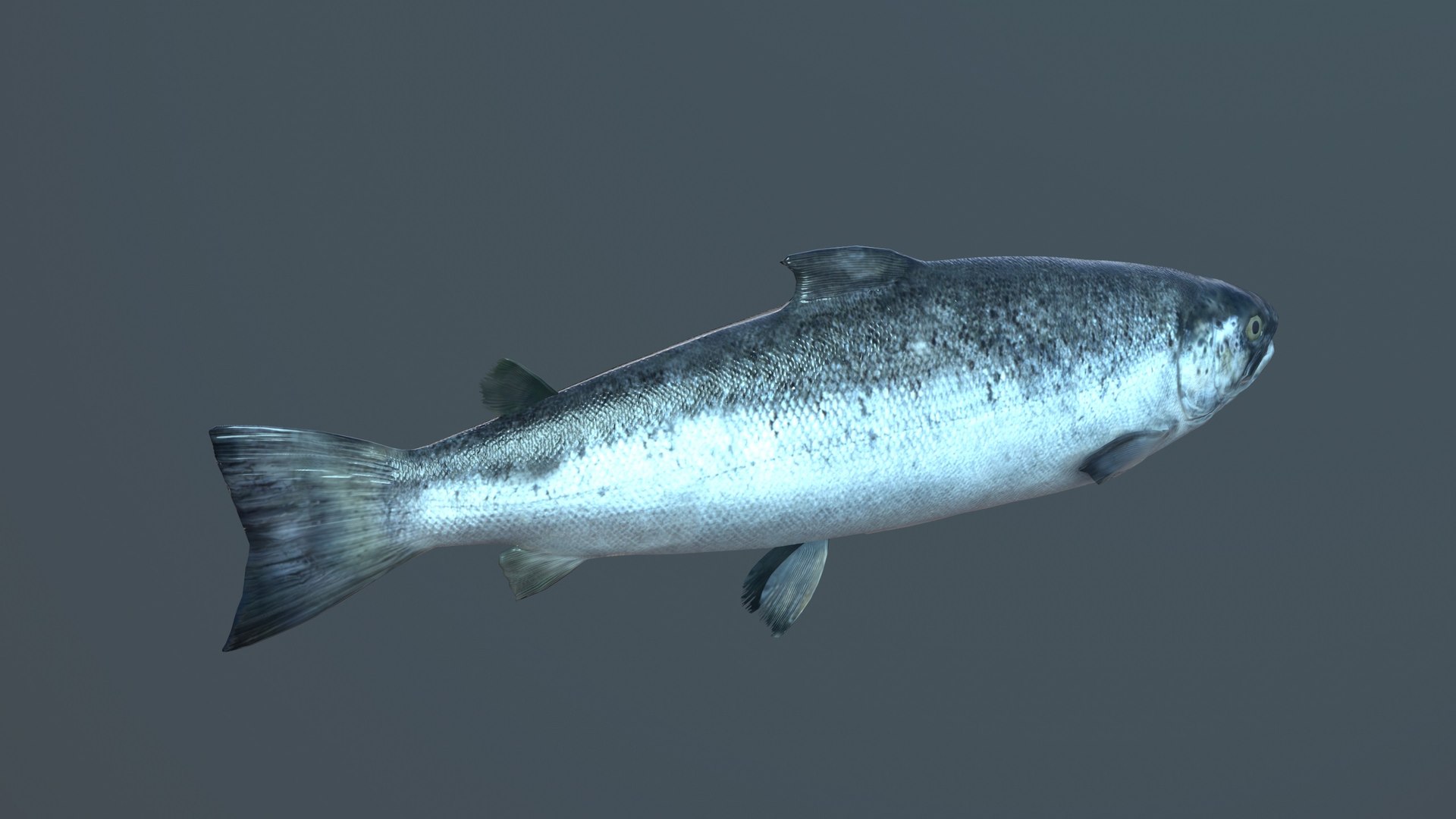 3D Model Salmon Low-poly 3D Model - TurboSquid 1981837