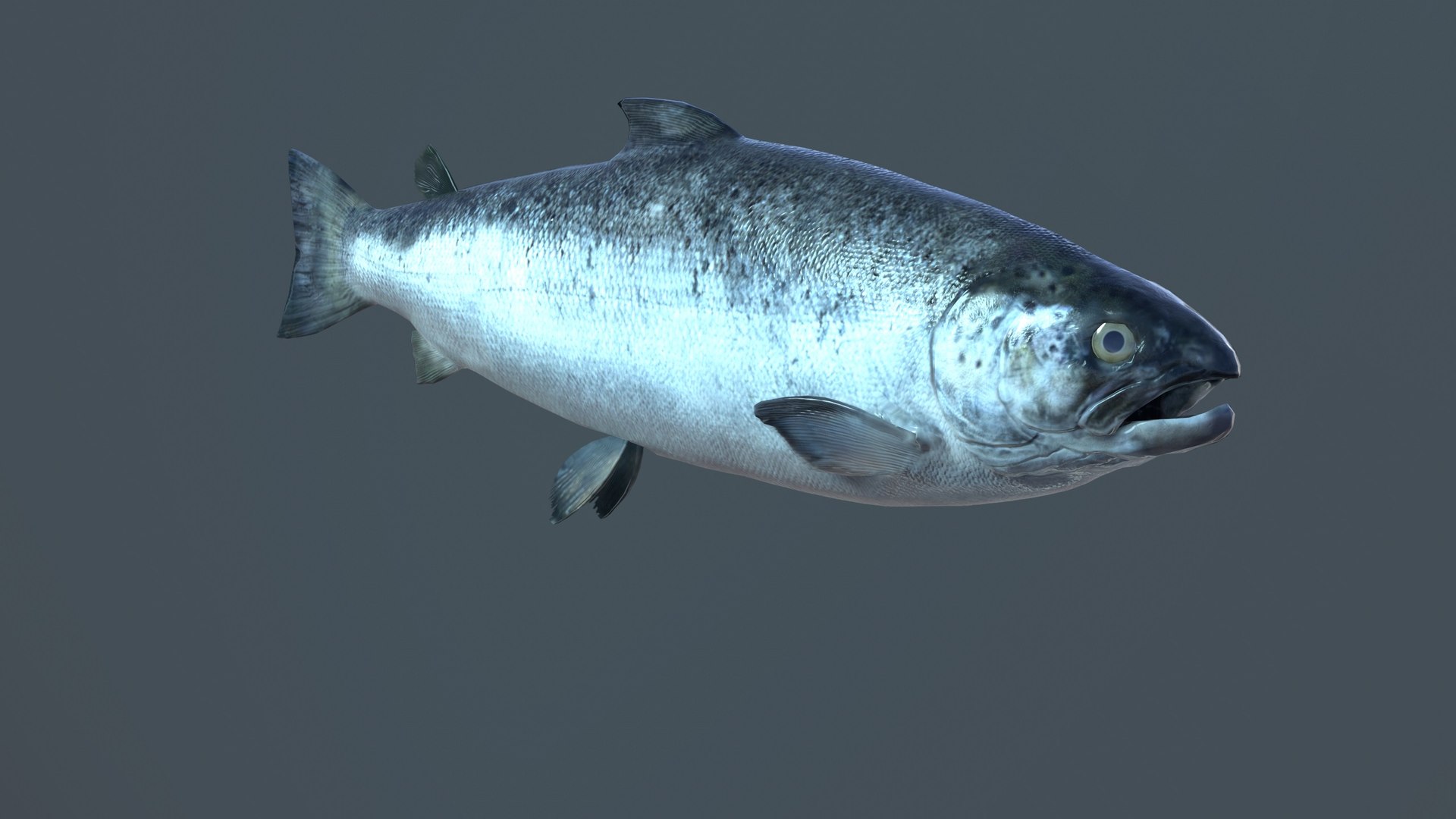 3D Model Salmon Low-poly 3D Model - TurboSquid 1981837