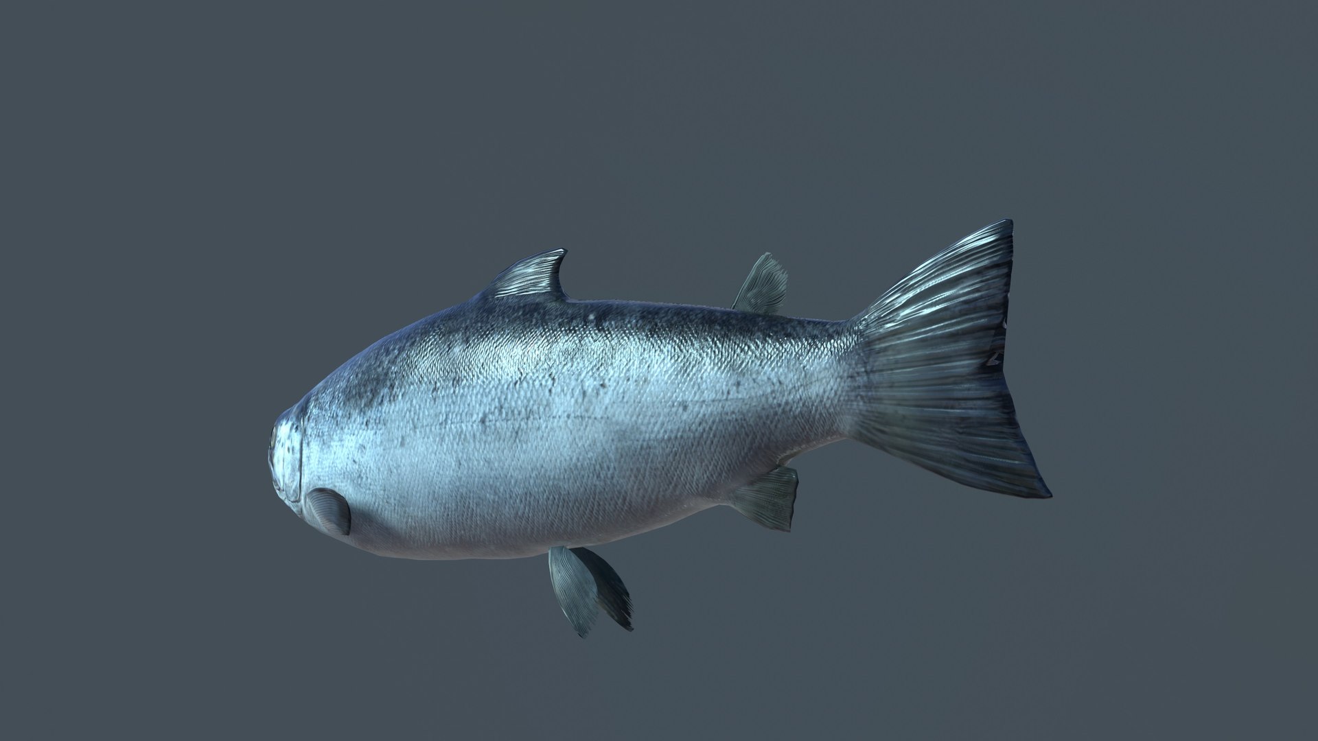 3D Model Salmon Low-poly 3D Model - TurboSquid 1981837