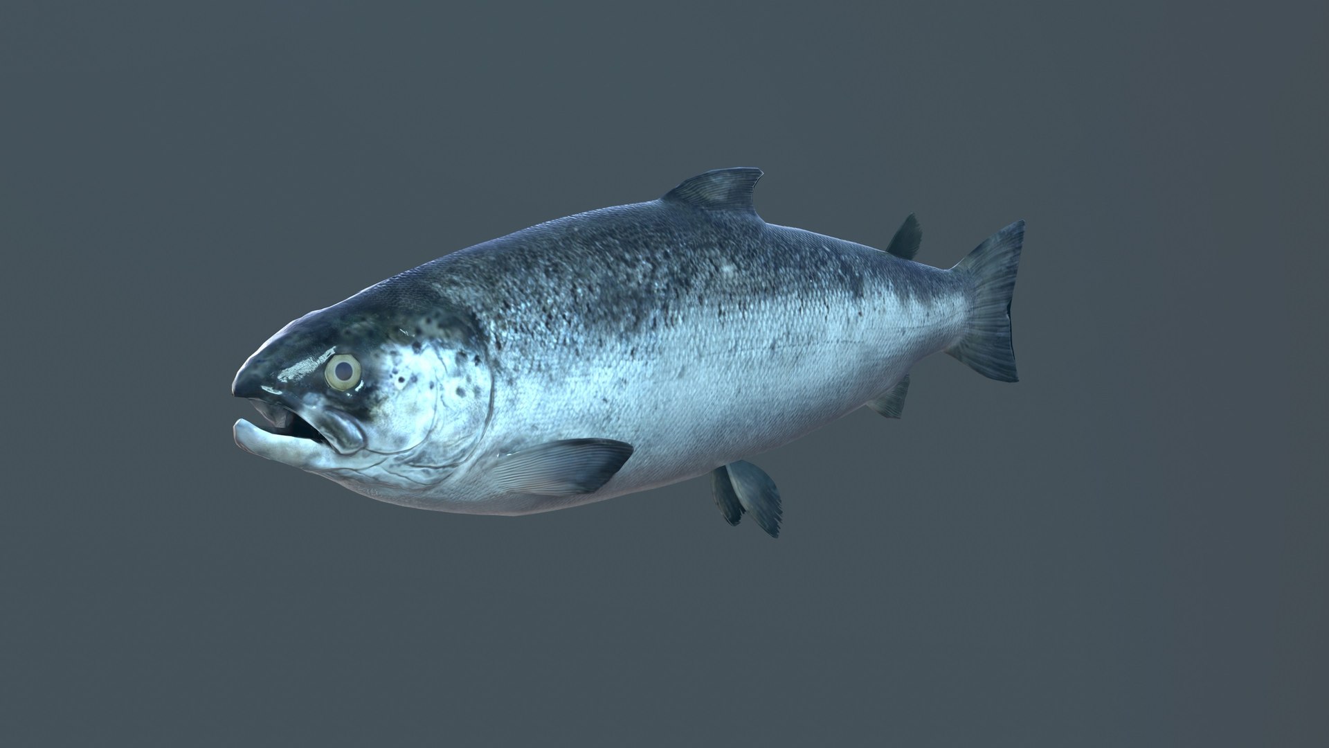 3D Model Salmon Low-poly 3D Model - TurboSquid 1981837