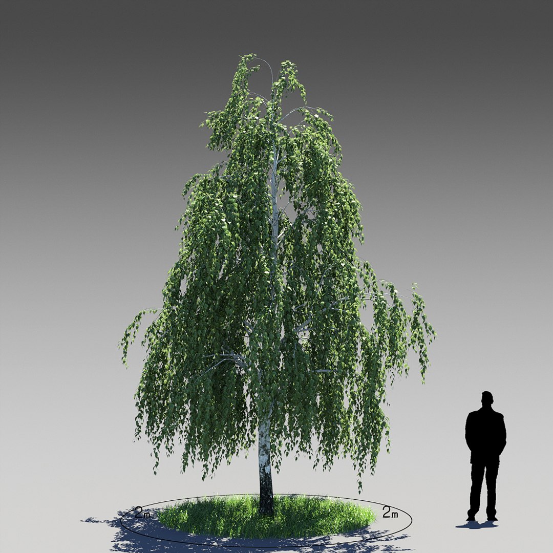 3dsmax Birch Tree Betula Pendula