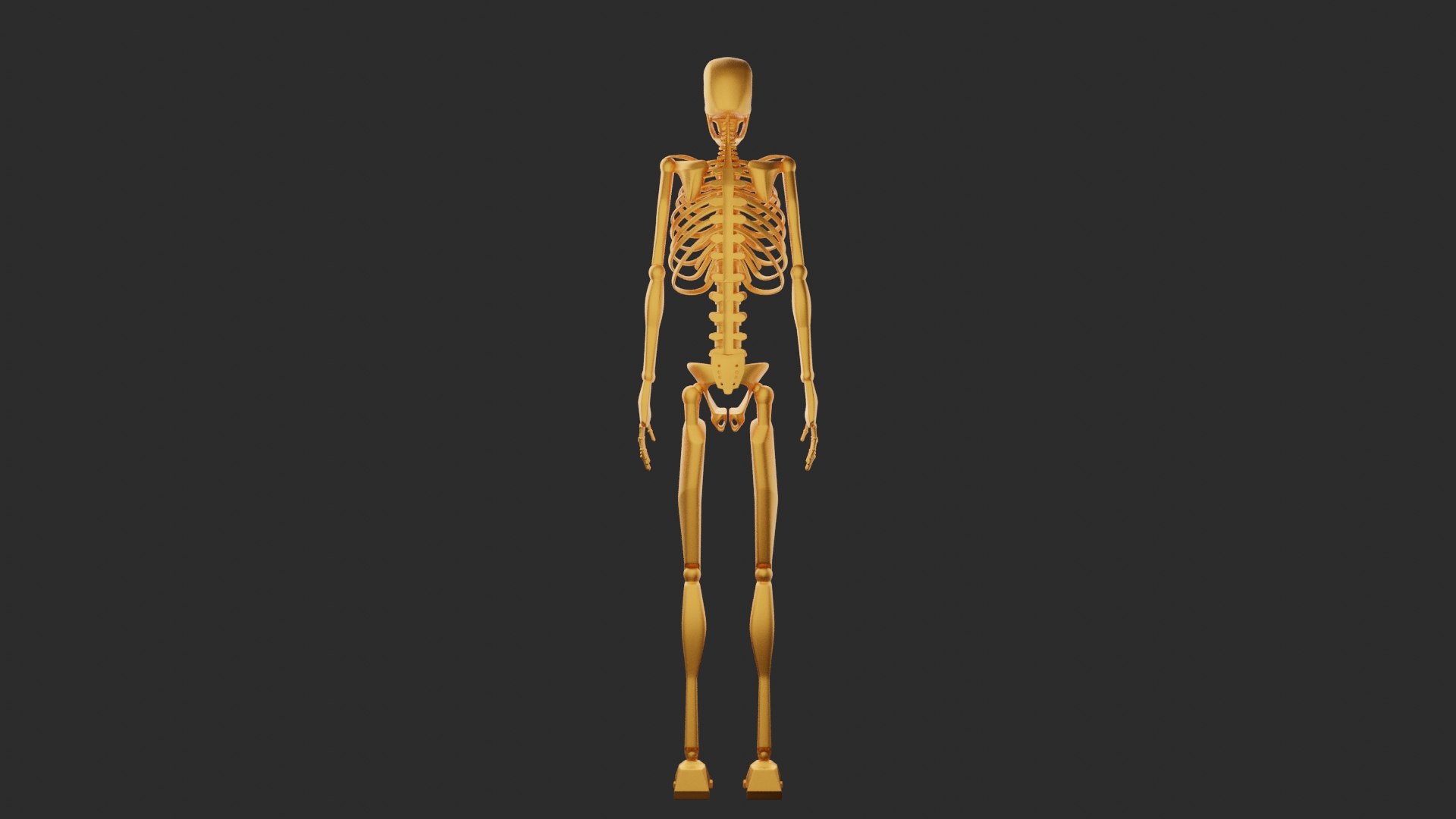 3D Skeleton 3D Model - TurboSquid 2059790