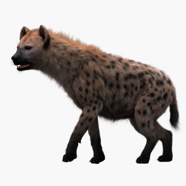 3D model hyena rigged - TurboSquid 1408399