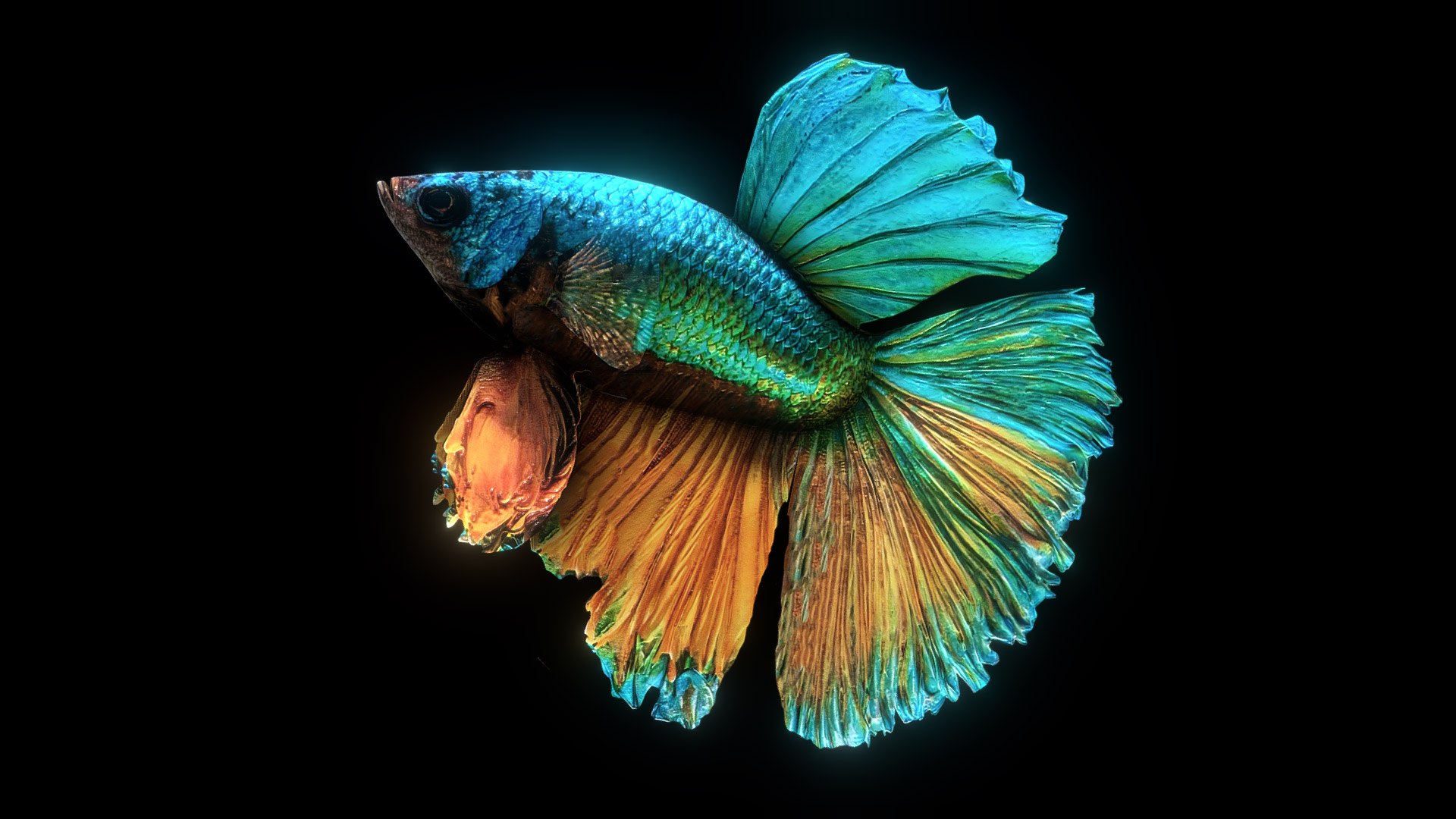 Betta Splendens Animation 3D - TurboSquid 1636989
