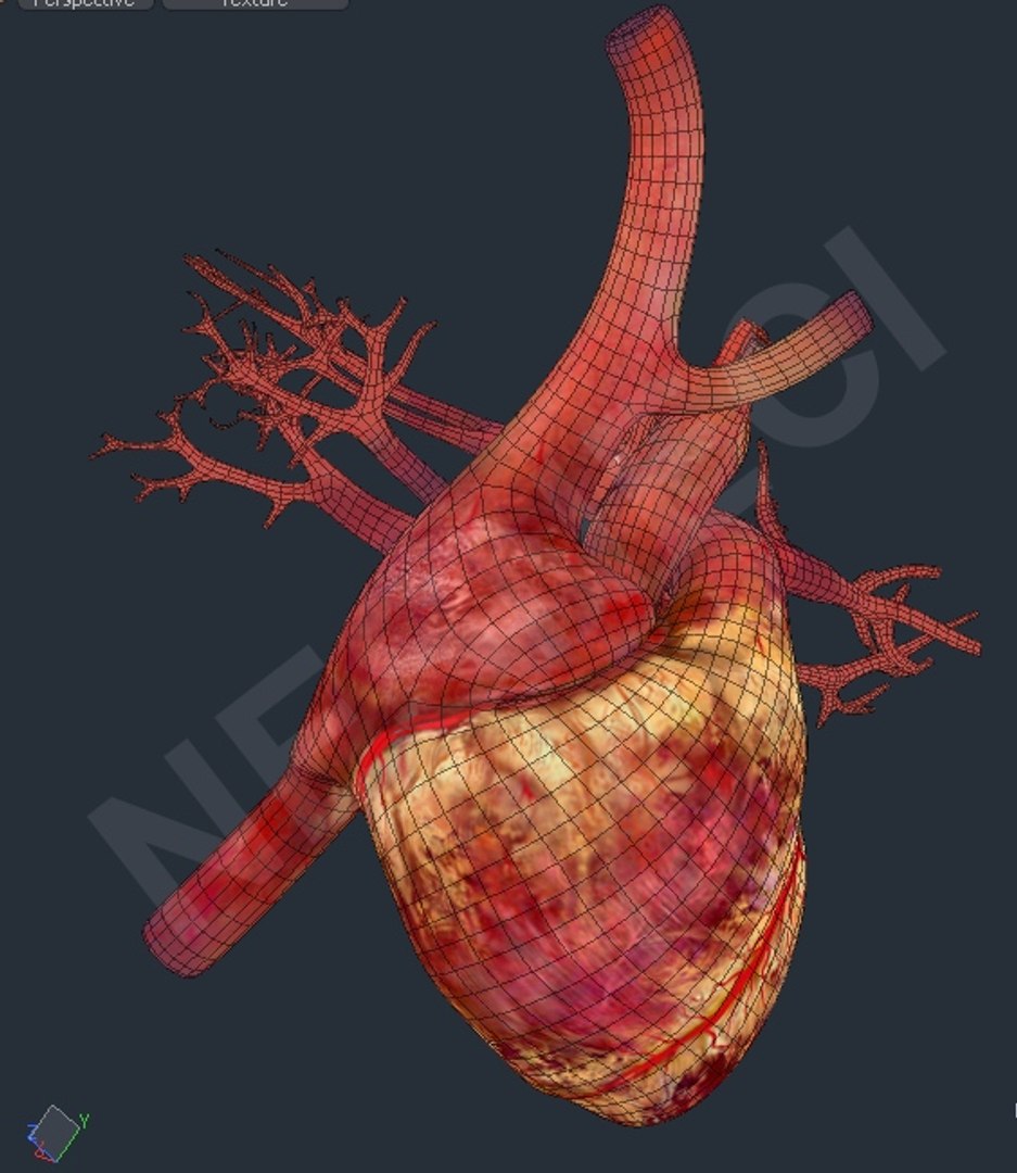 Heart 3d Obj