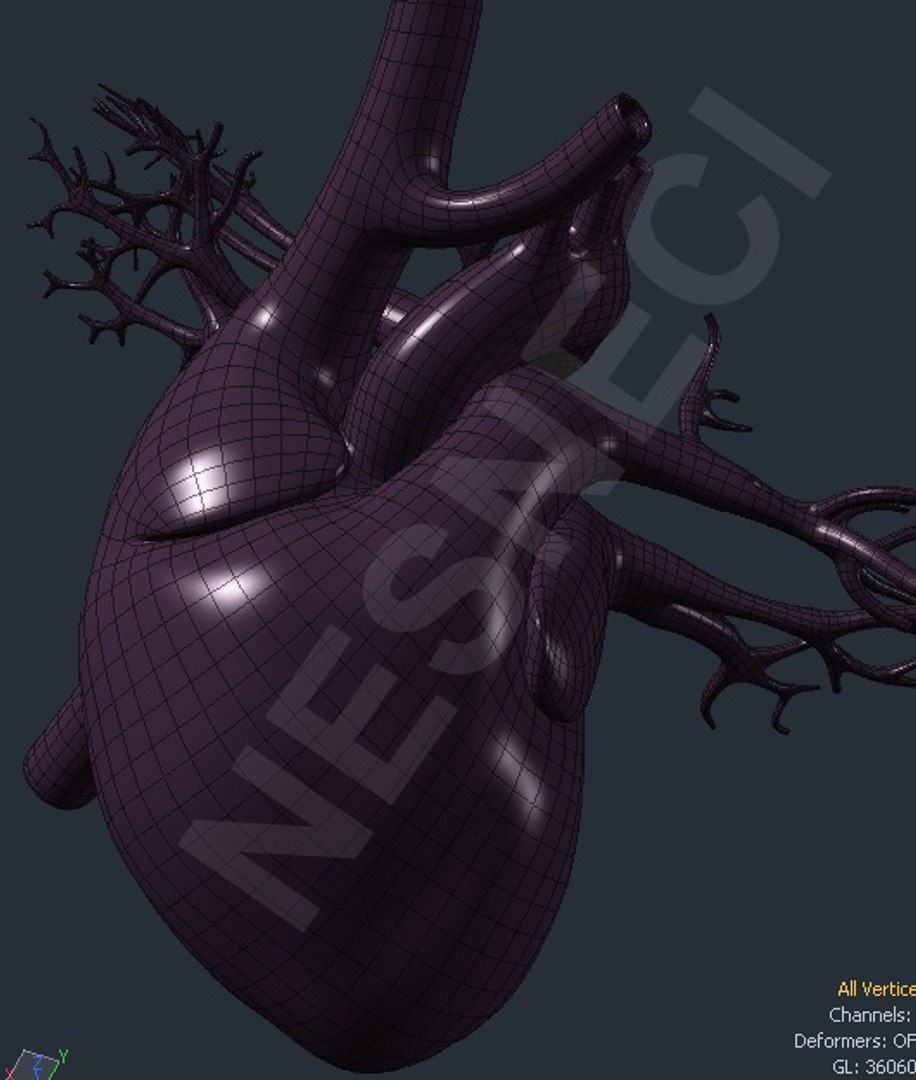 Heart 3d Obj