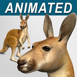 3D Kangaroo Models - Browse & Download Formats - TurboSquid