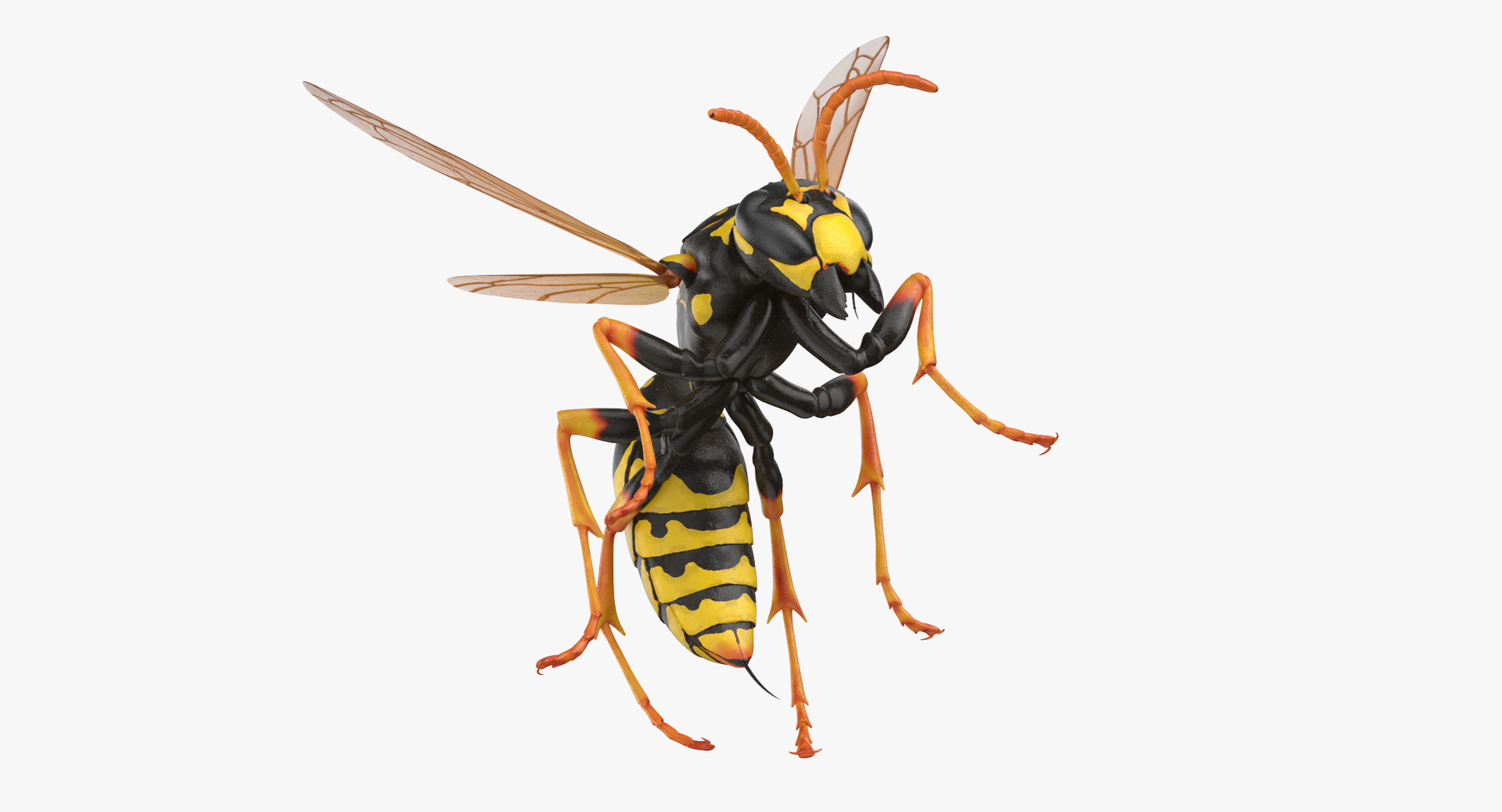 3D Model Paper Wasp Poses - TurboSquid 1399526