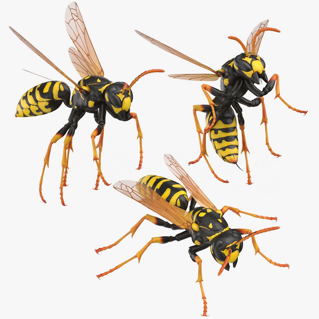 3D model paper wasp poses - TurboSquid 1399526