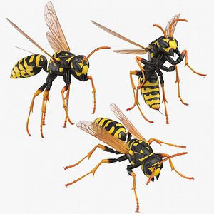 Animal 3D Models for Download | TurboSquid