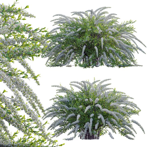 modelo 3d Spiraea Grefsheim - Guirnalda Spiraea 01 - TurboSquid 2367608
