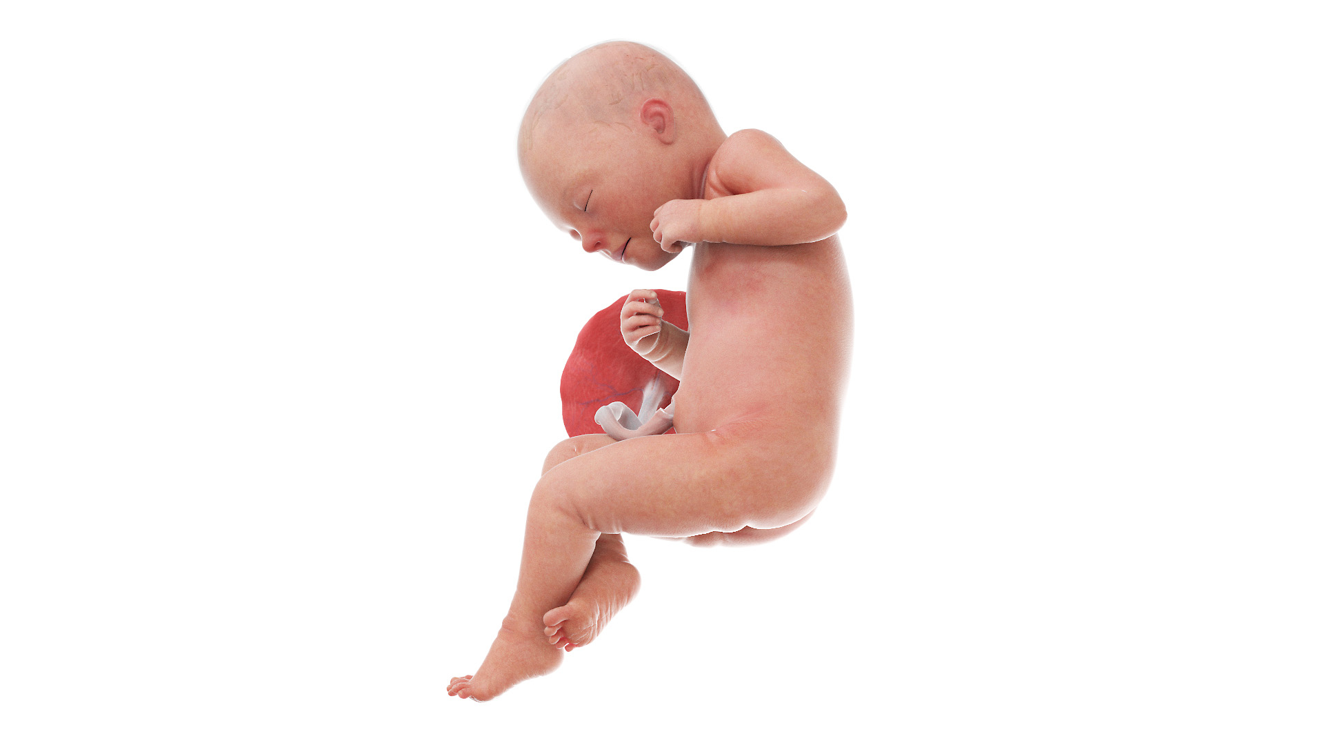 3D Fetus Anatomy Week 32 Static model - TurboSquid 1834220