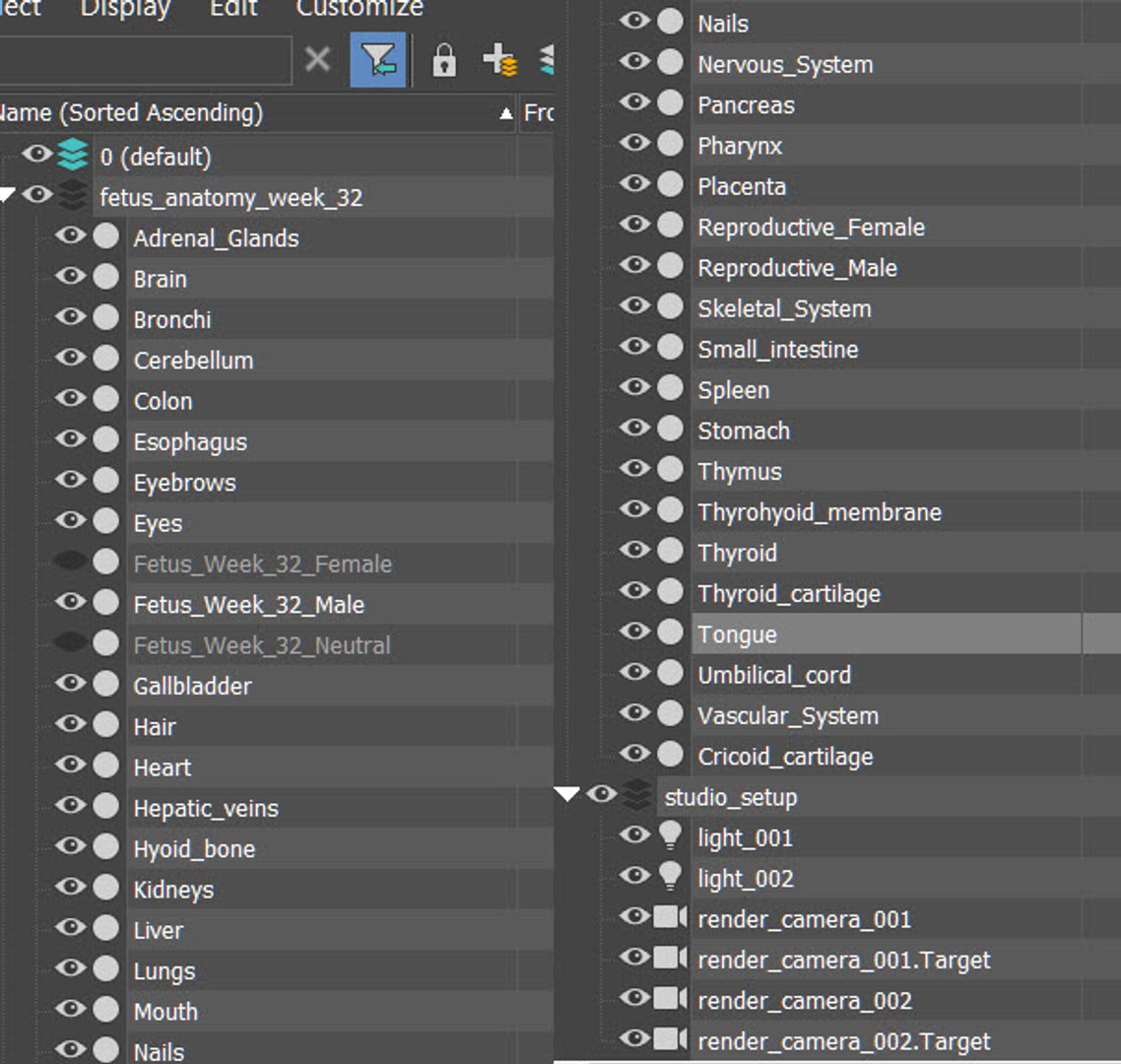 3D Fetus Anatomy Week 32 Static Model - TurboSquid 1834220