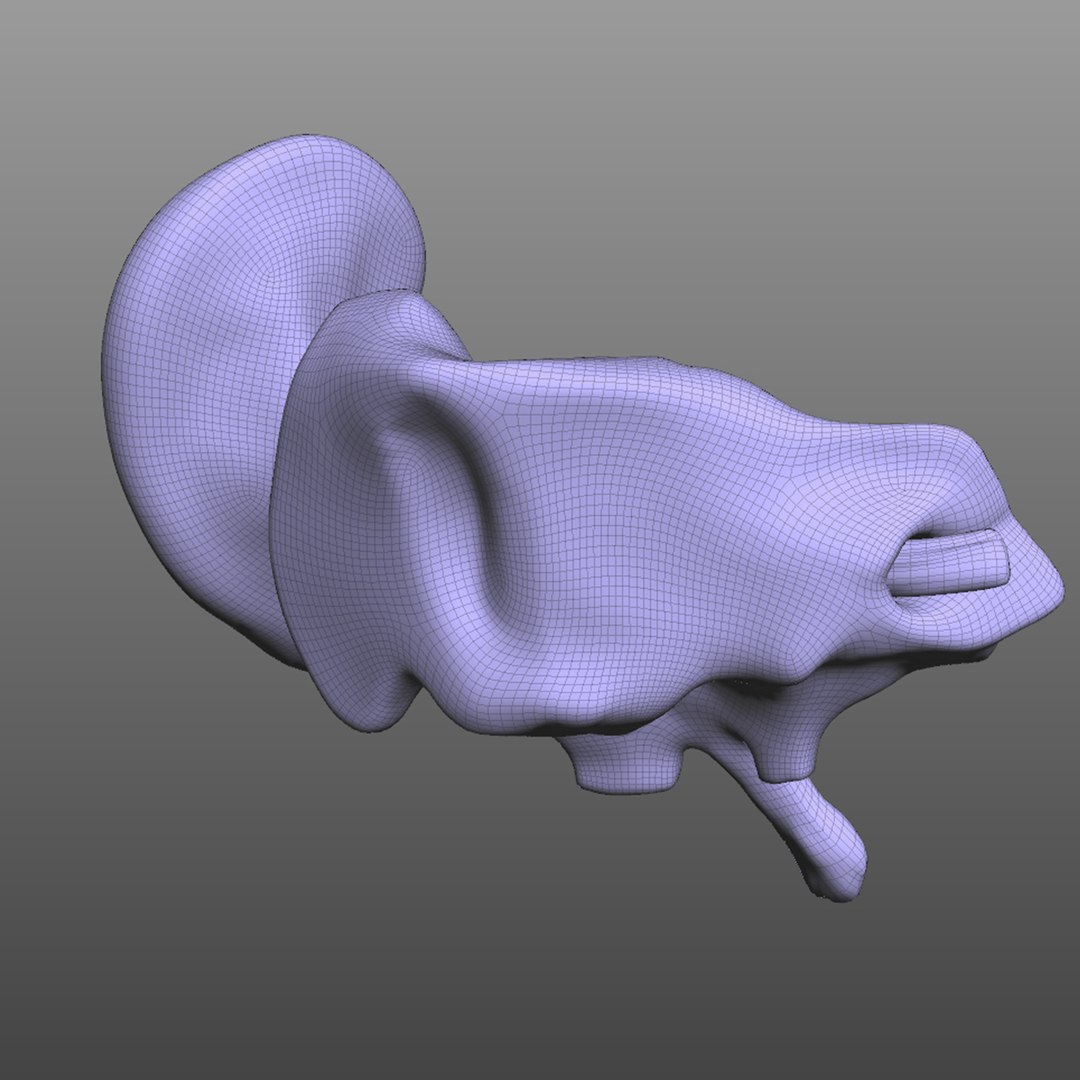 3D Model Anatomy Human Ear - TurboSquid 1520143