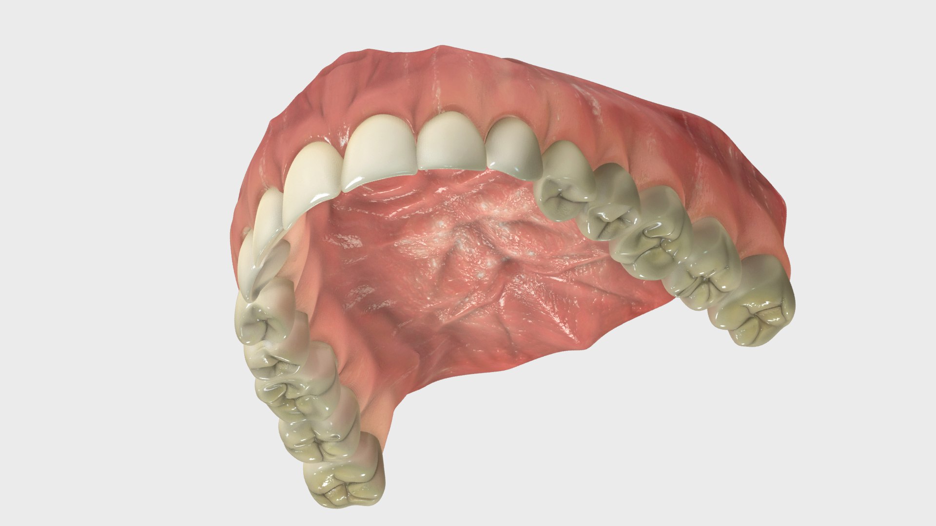 Gums Realistic Teeth 3D Model - TurboSquid 1363000