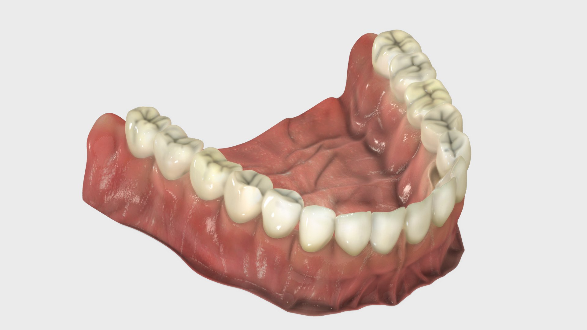 Gums Realistic Teeth 3D Model - TurboSquid 1363000
