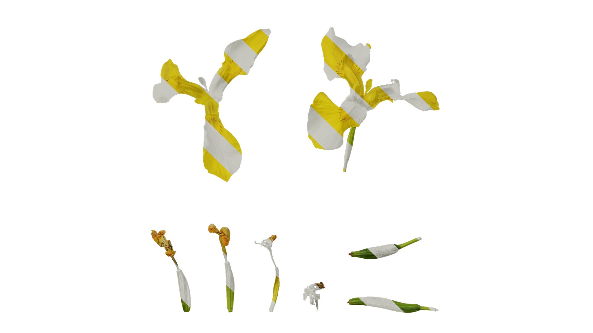3D Anydrafts Iris Pseudacorus Flower 05 Textures - TurboSquid 2345046