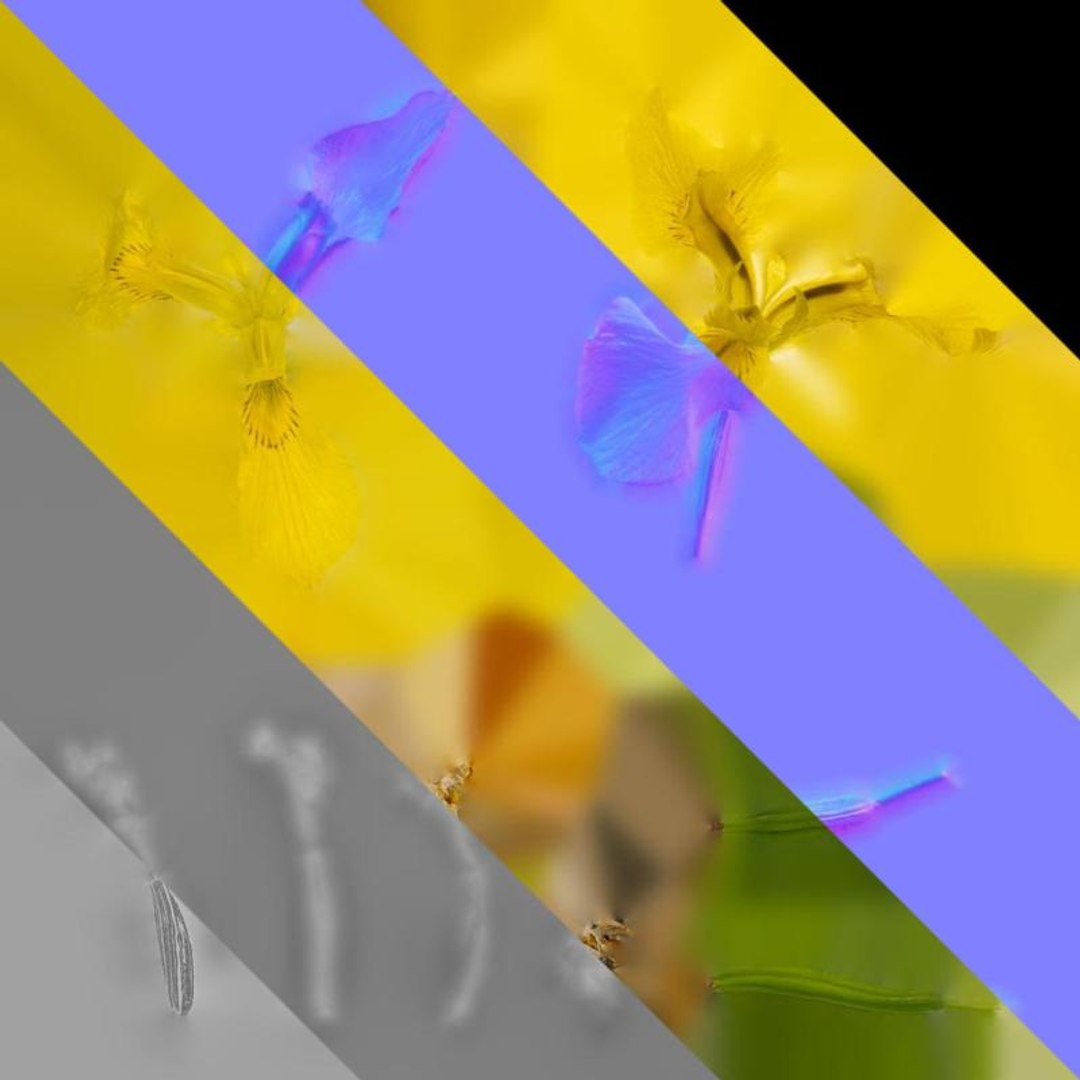 3D Anydrafts Iris Pseudacorus Flower 05 Textures - TurboSquid 2345046