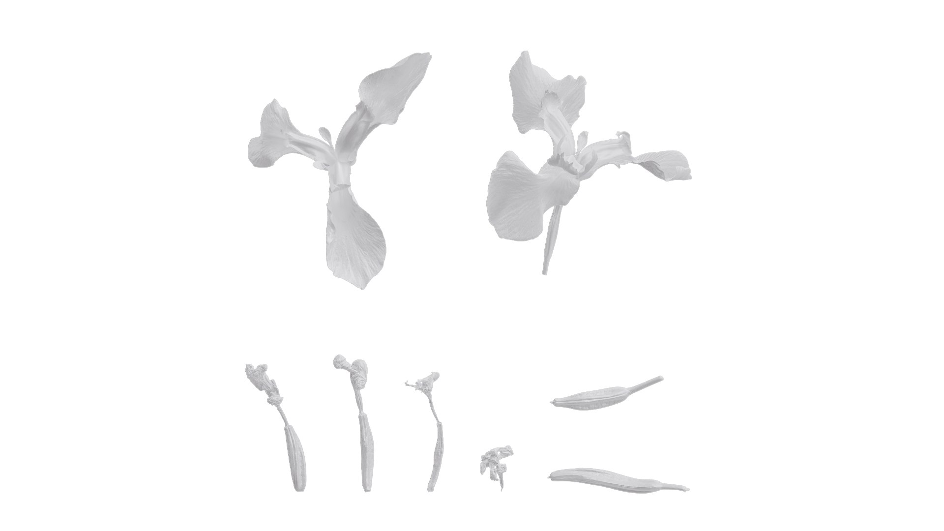 3D Anydrafts Iris Pseudacorus Flower 05 Textures - TurboSquid 2345046