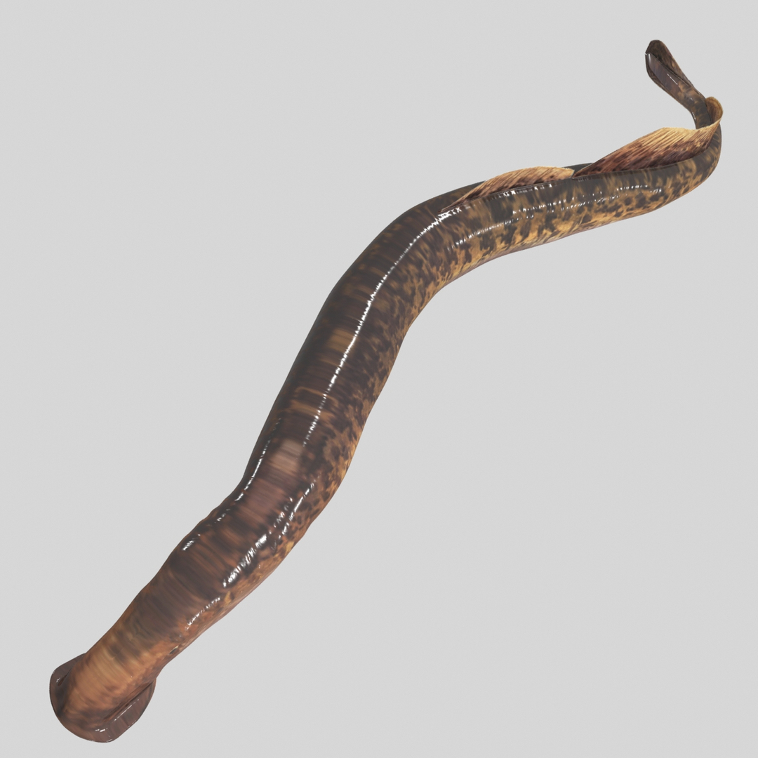 Sea lamprey model - TurboSquid 1155147