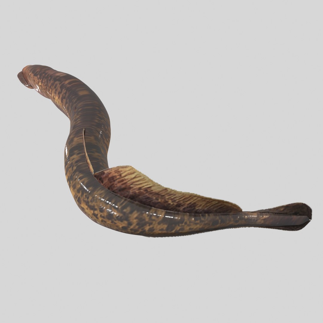 Sea Lamprey Model - TurboSquid 1155147