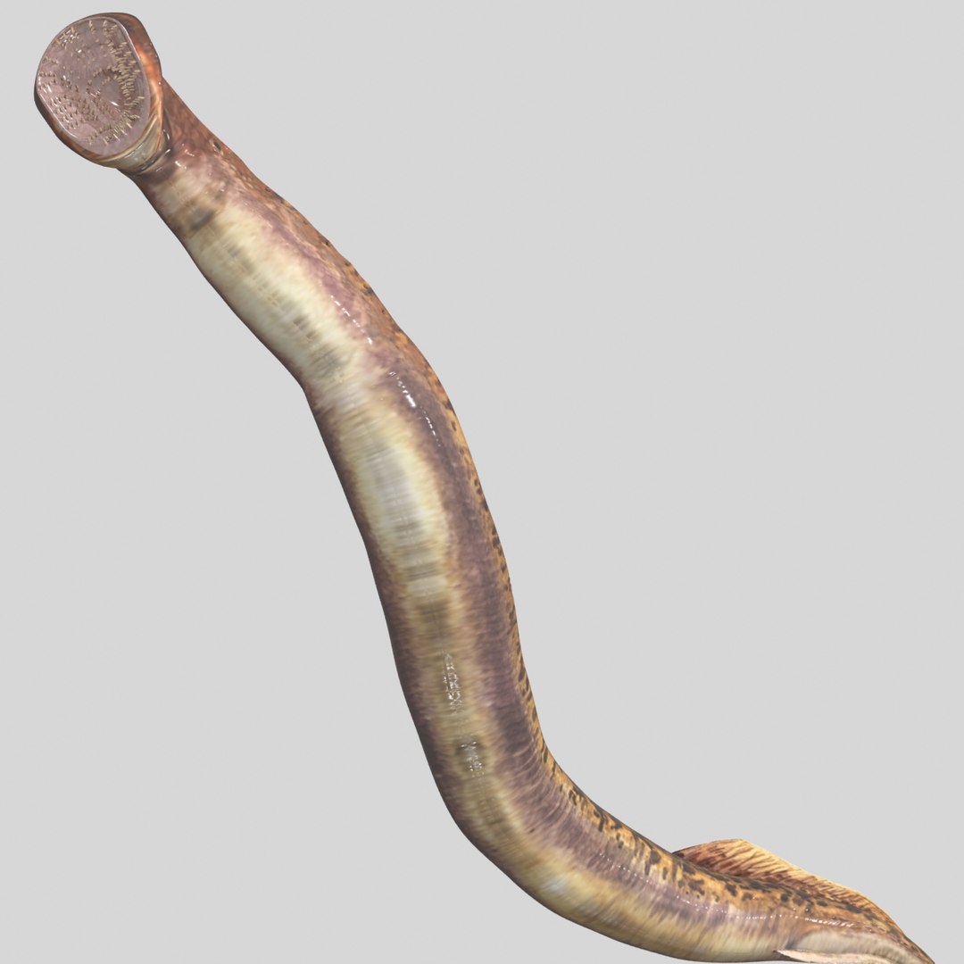 Sea Lamprey Model - TurboSquid 1155147