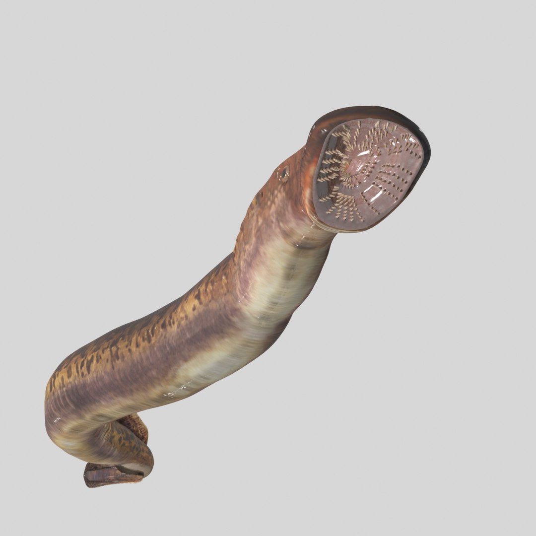 Sea Lamprey Model - TurboSquid 1155147