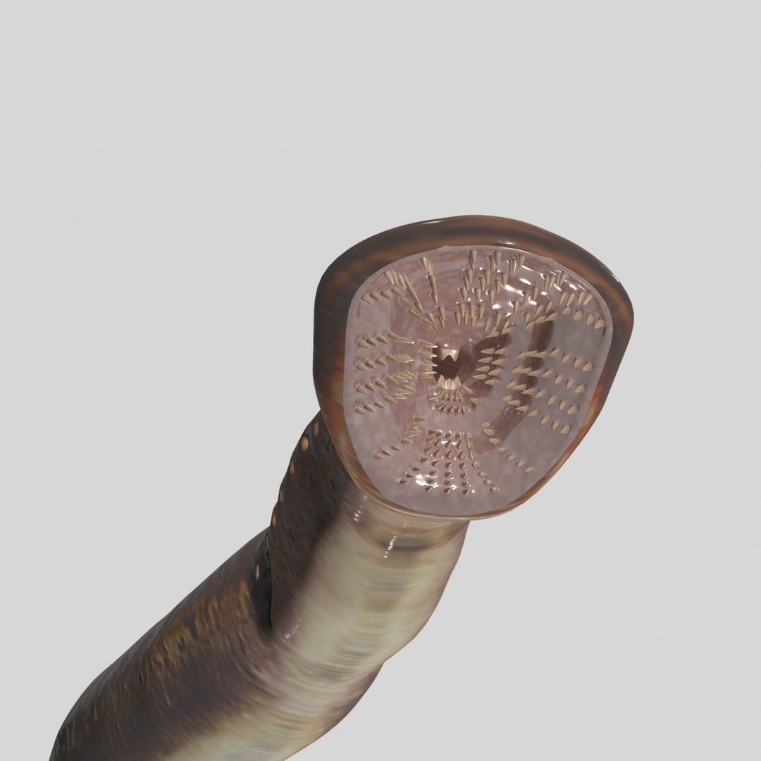 Sea Lamprey Model - TurboSquid 1155147