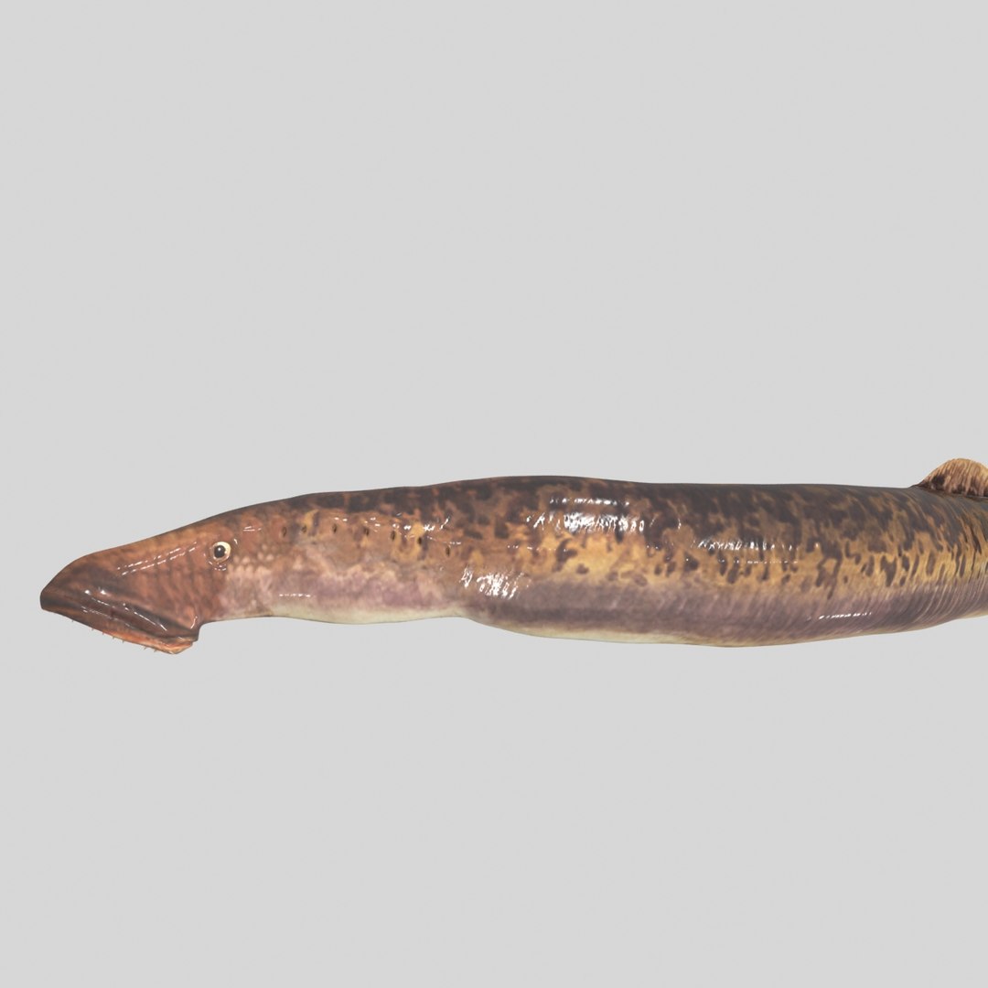 Sea Lamprey Model - TurboSquid 1155147
