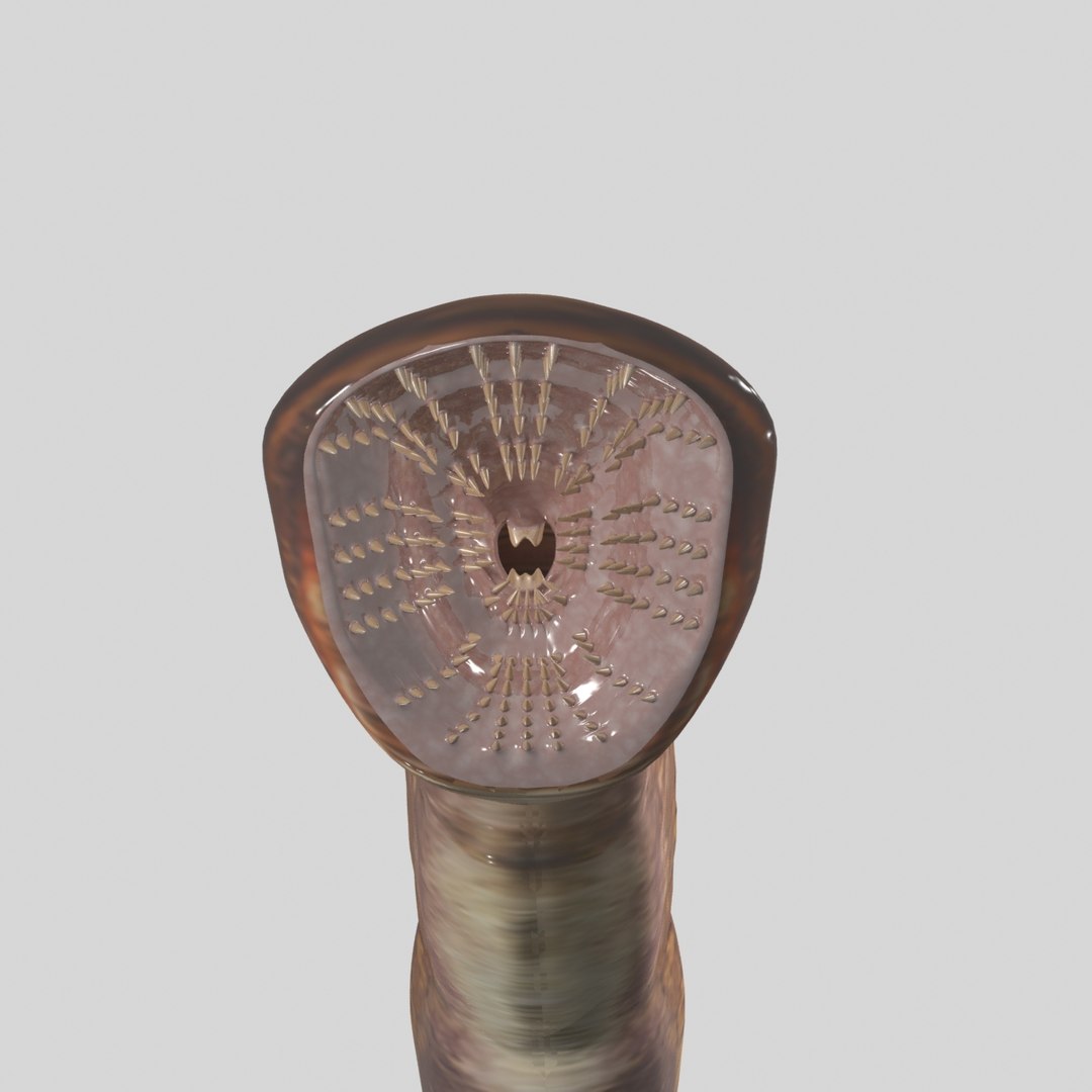 Sea Lamprey Model - TurboSquid 1155147