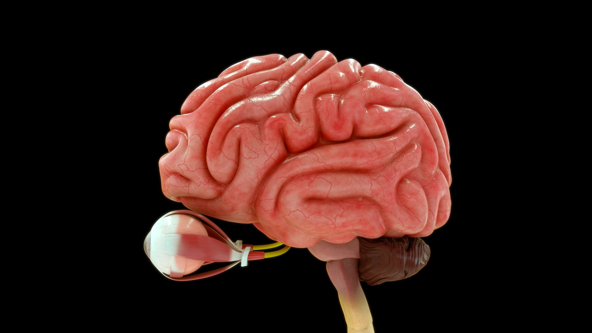 Brain With Eyes 3D Model - TurboSquid 2190177