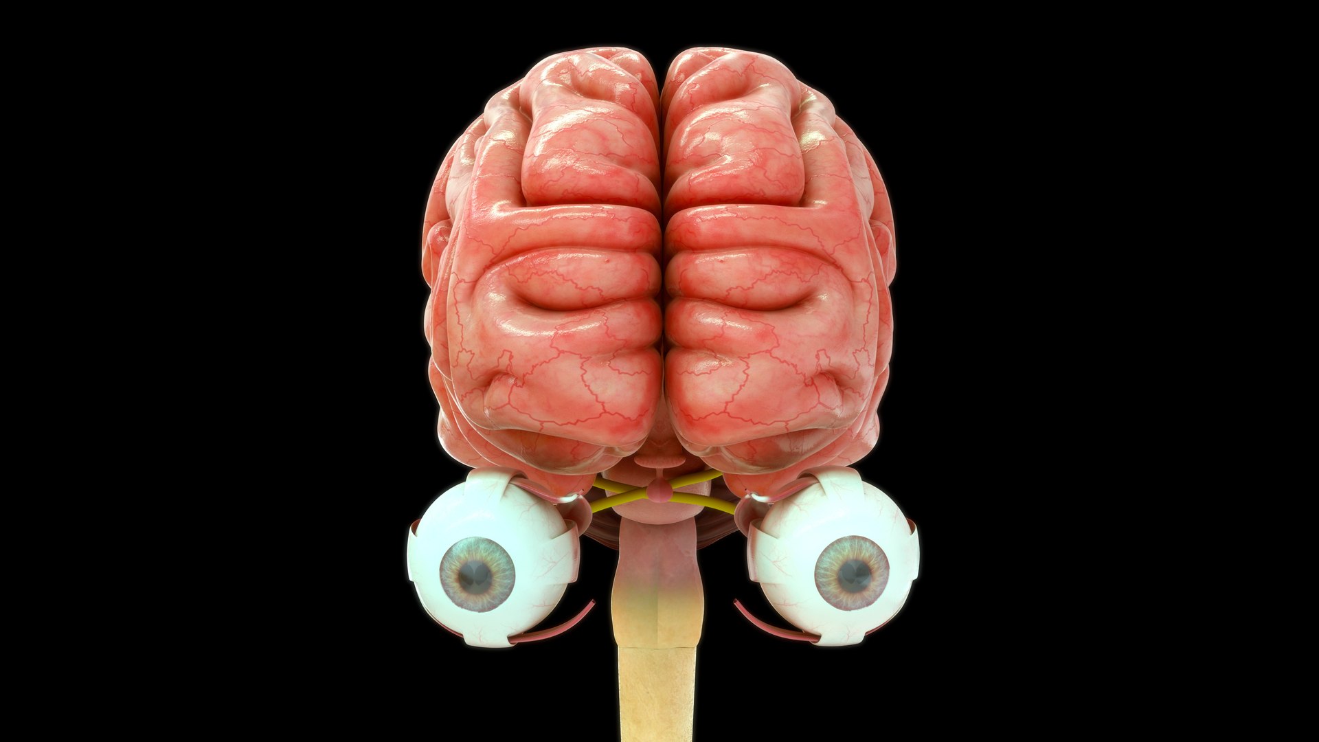 Brain With Eyes 3D Model - TurboSquid 2190177