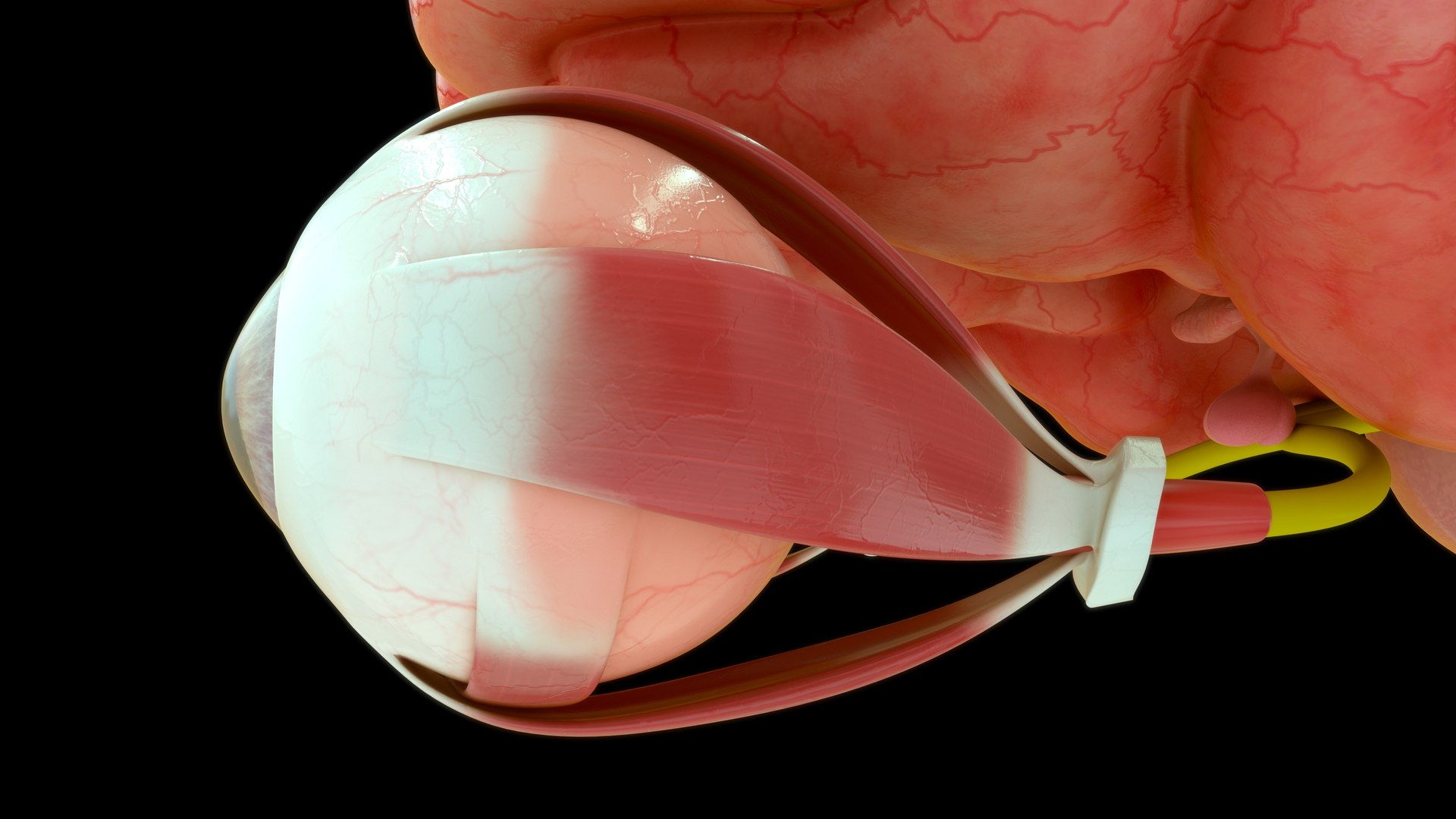 Brain With Eyes 3D Model - TurboSquid 2190177