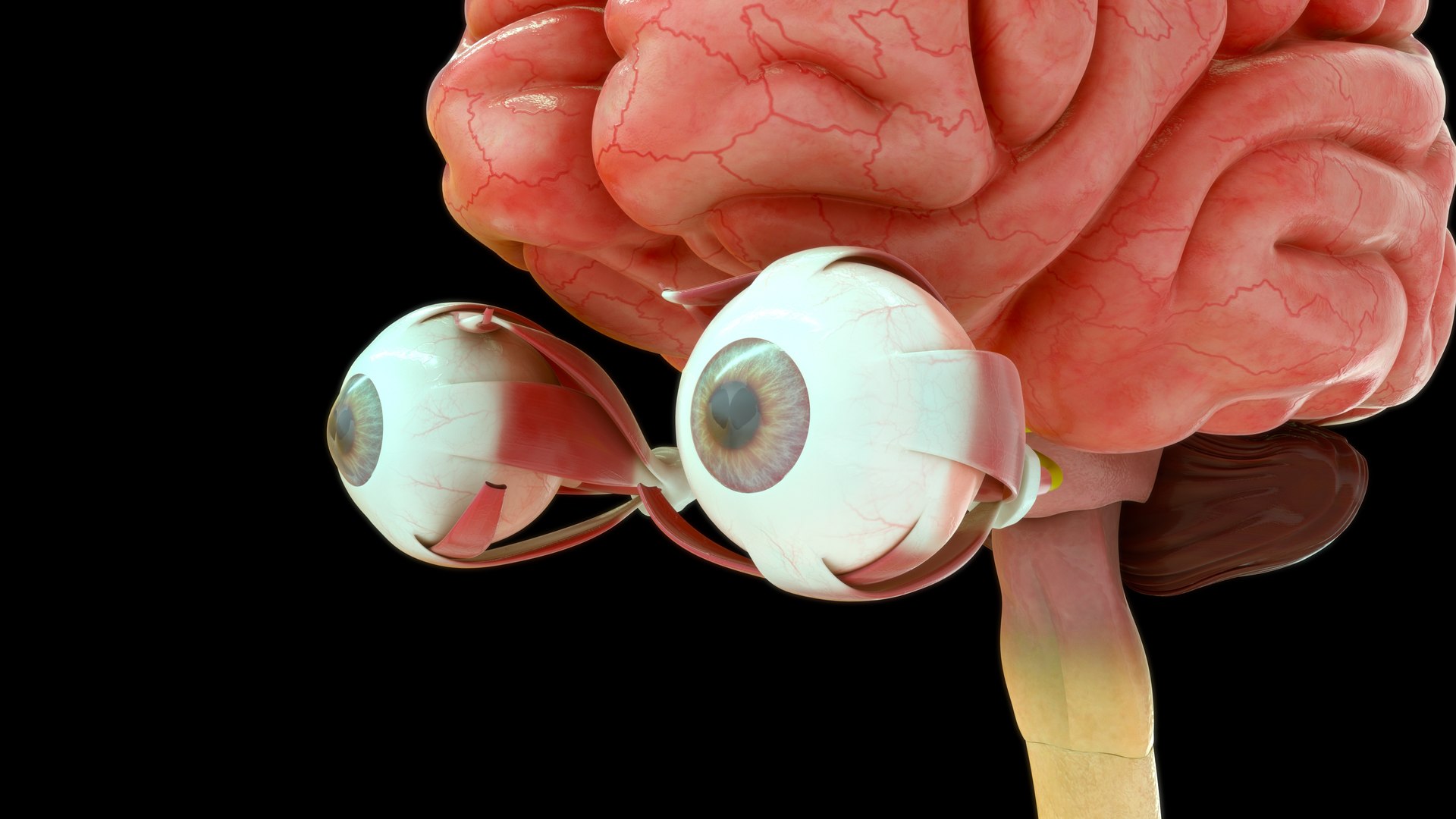 Brain With Eyes 3D Model - TurboSquid 2190177