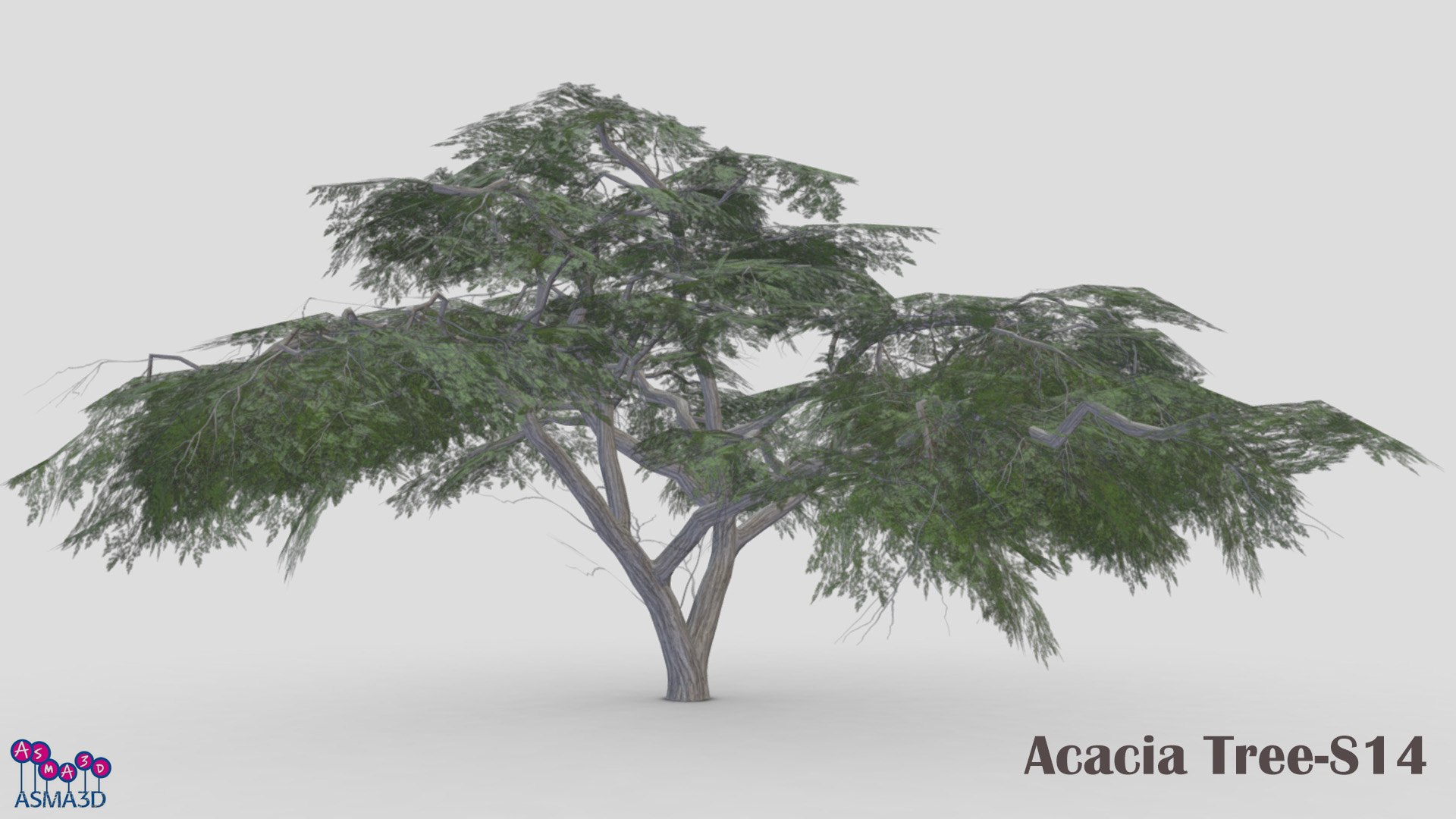 Acacia Tree-S14 Model - TurboSquid 2201869