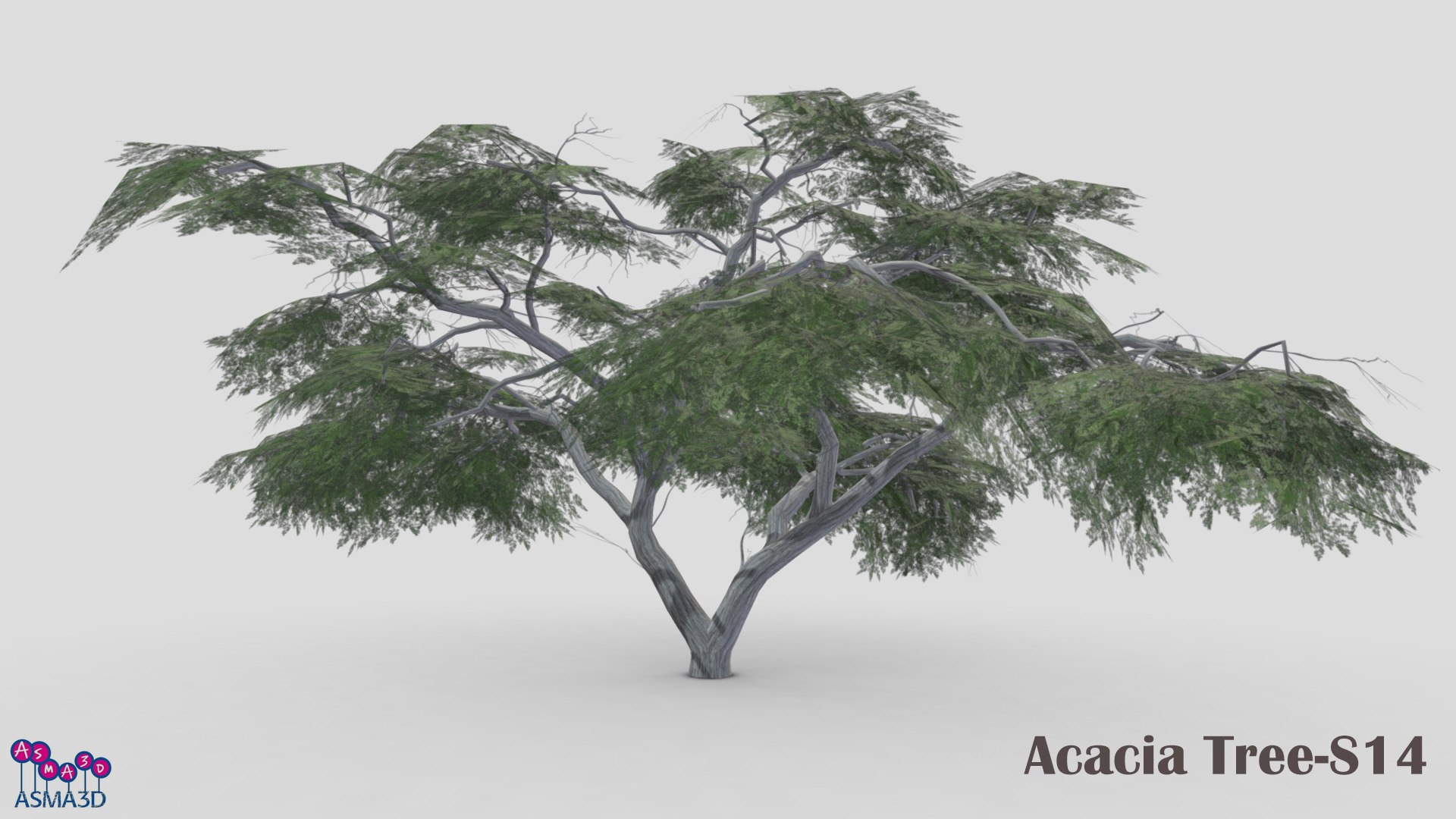 Acacia Tree-S14 Model - TurboSquid 2201869
